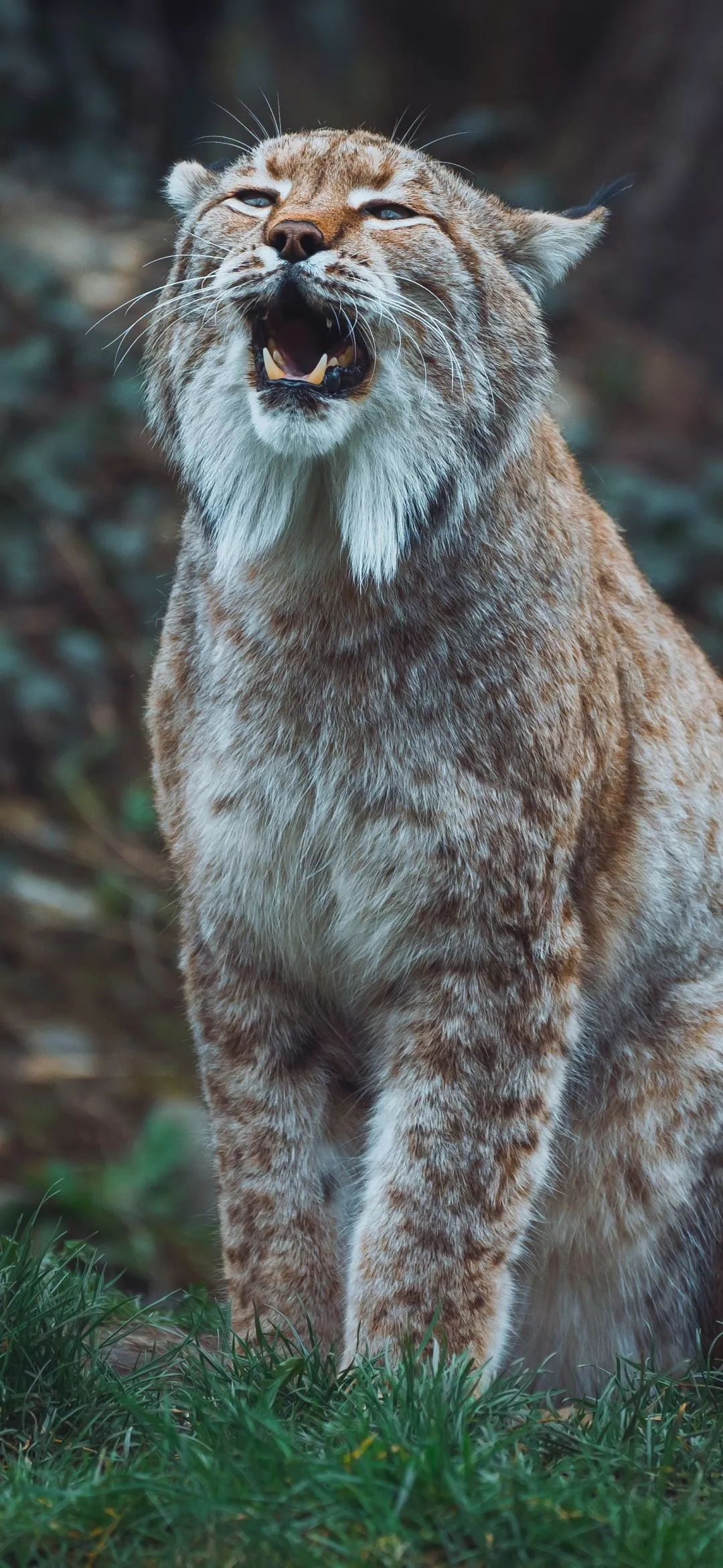 Lynx iPhone Wallpapers - Wallpaper Cave