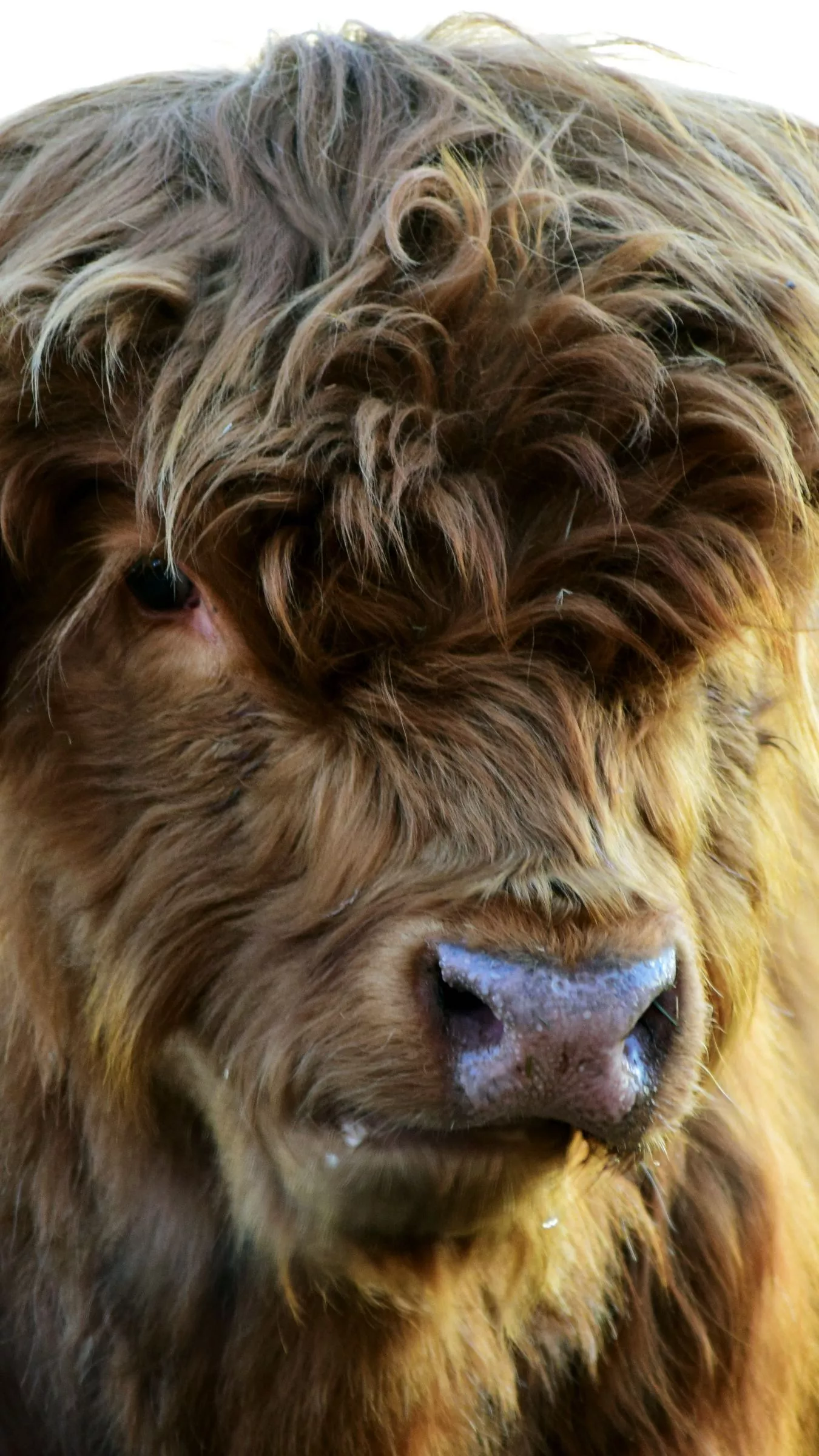 iPhone Cow Wallpapers - Wallpaper Cave