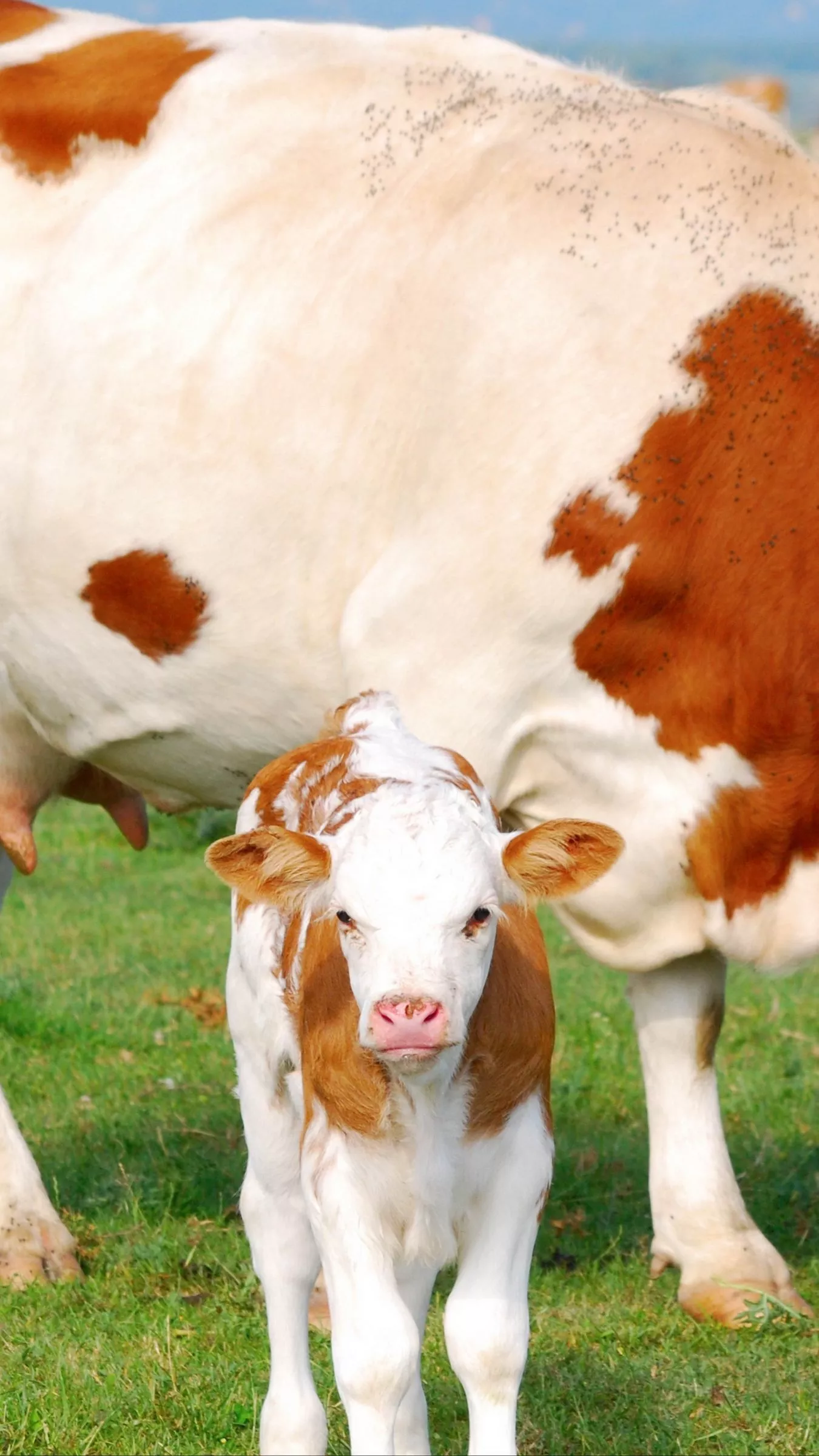 iPhone Cow Wallpapers - Wallpaper Cave