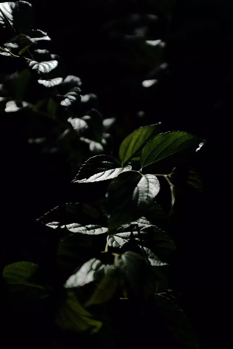 Phone Plant Wallpapers - Wallpaper Cave Phone Plant Wallpapers - Wallpaper Cave