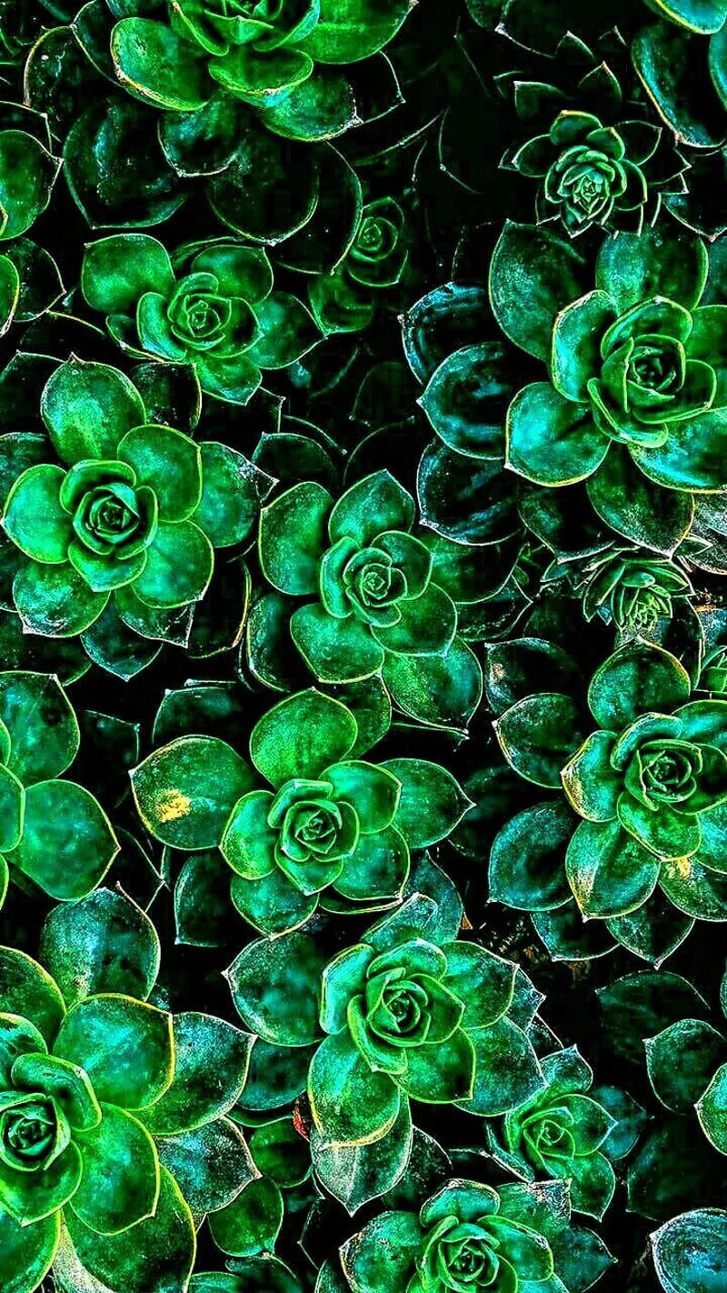 Phone Plant Wallpapers - Wallpaper Cave