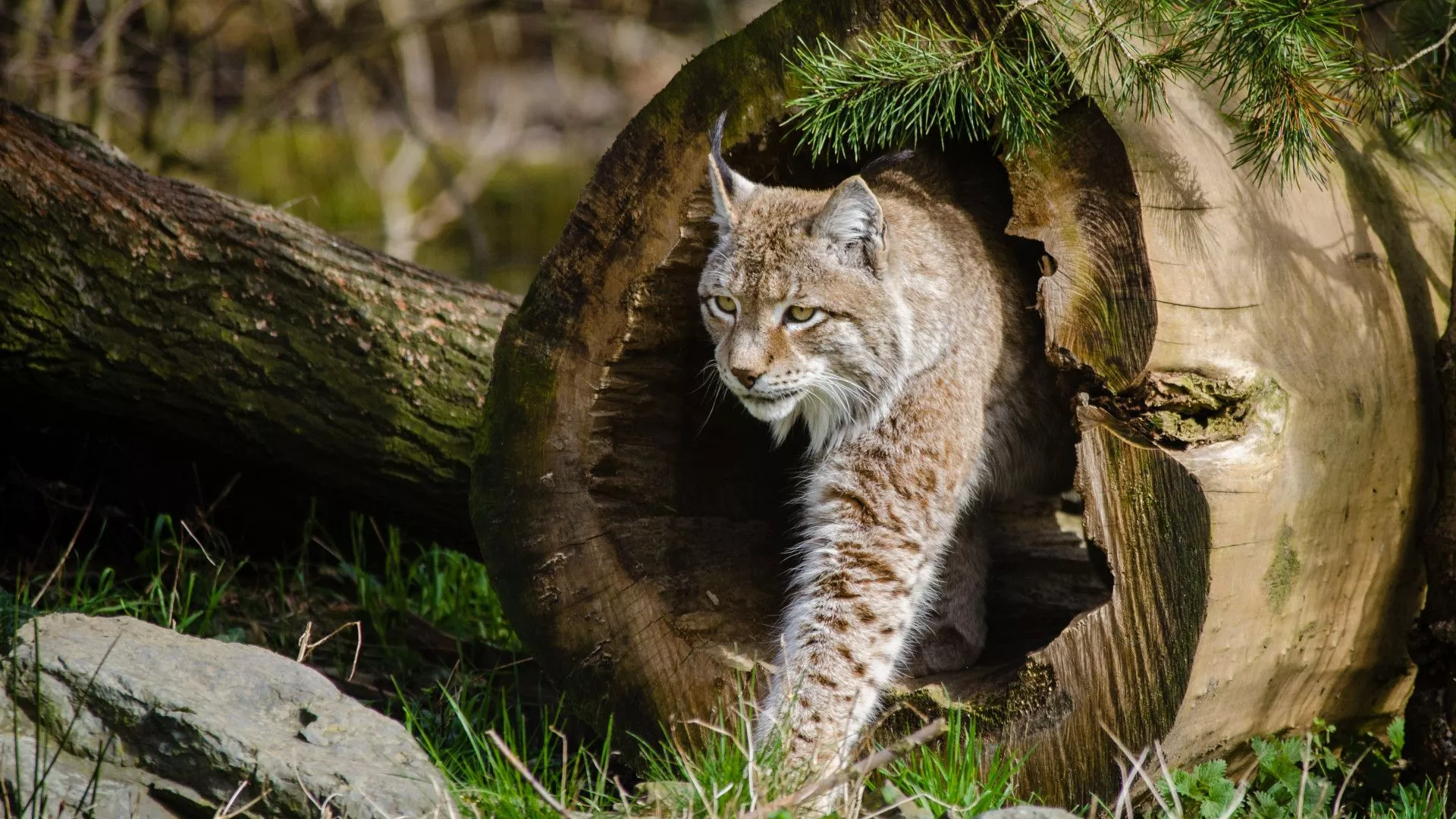 Lynx Wallpapers - Wallpaper Cave