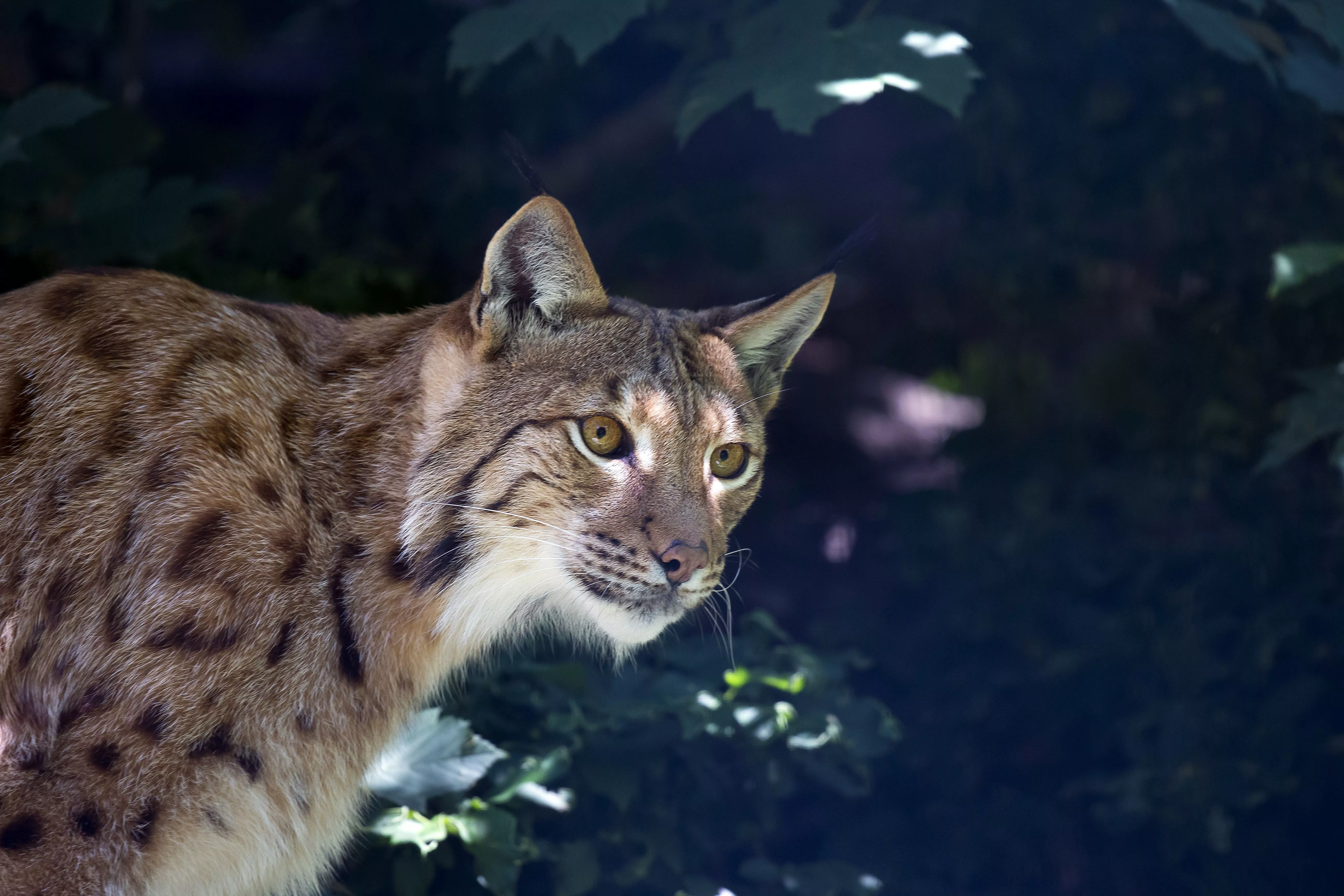 Lynx Wallpapers - Wallpaper Cave