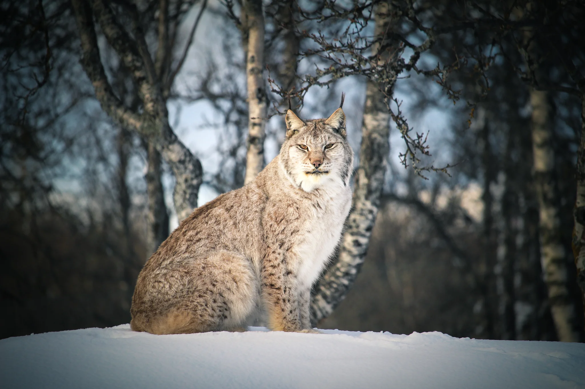 Lynx Wallpapers - Wallpaper Cave