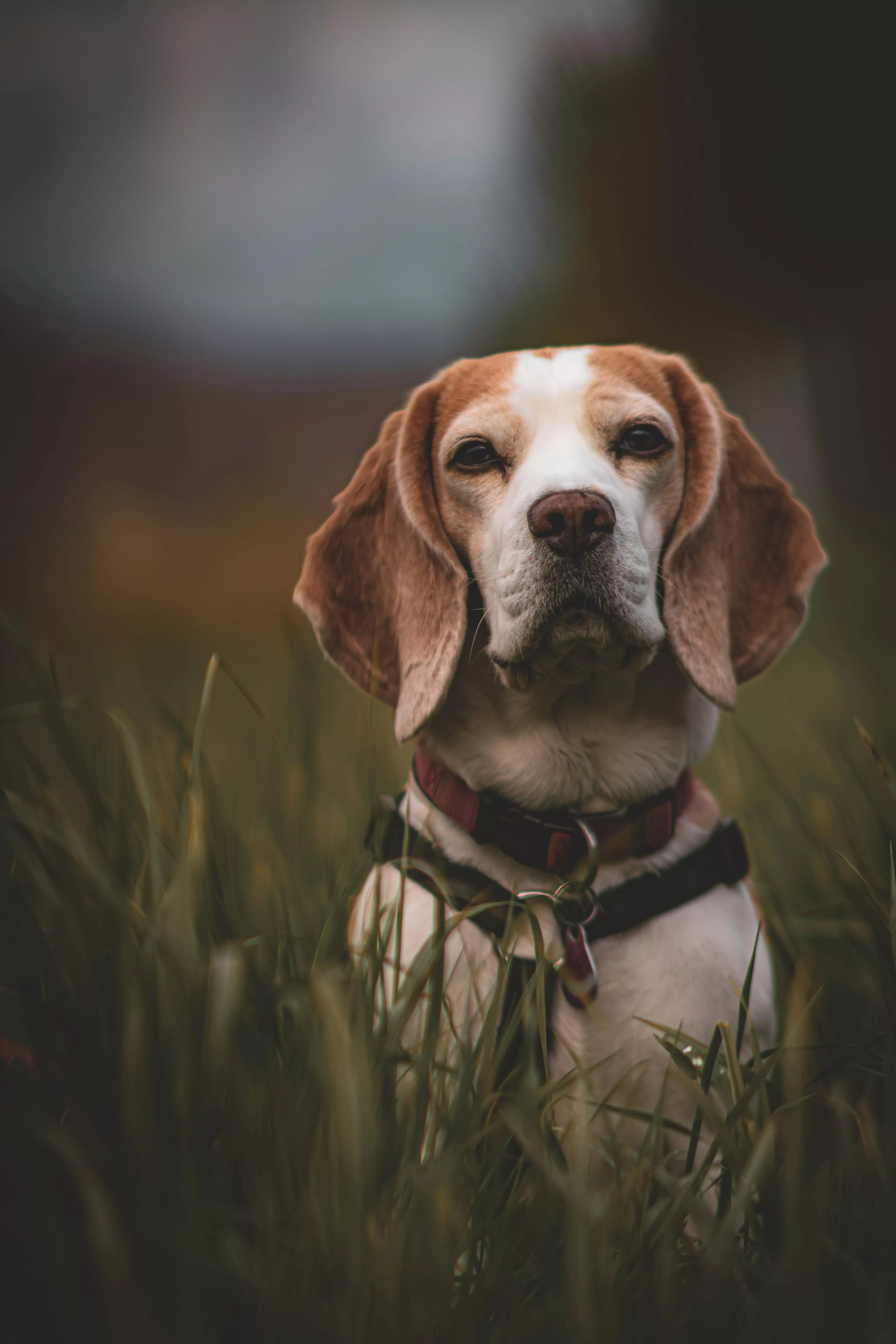 Beagle Wallpapers - Wallpaper Cave