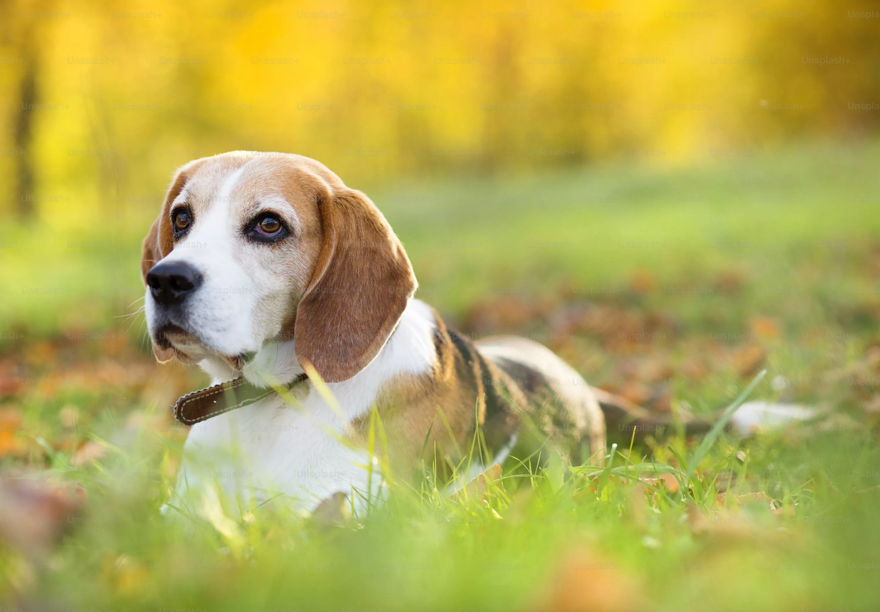 Beagle Wallpapers - Wallpaper Cave