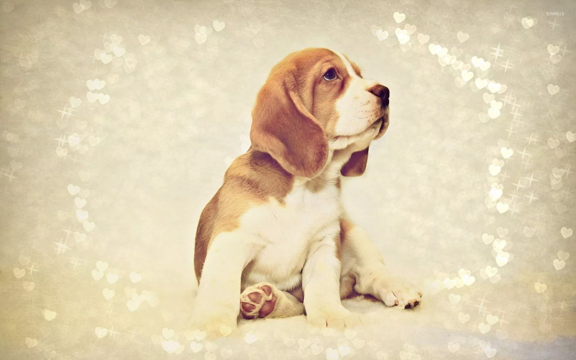 Beagle Wallpapers - Wallpaper Cave