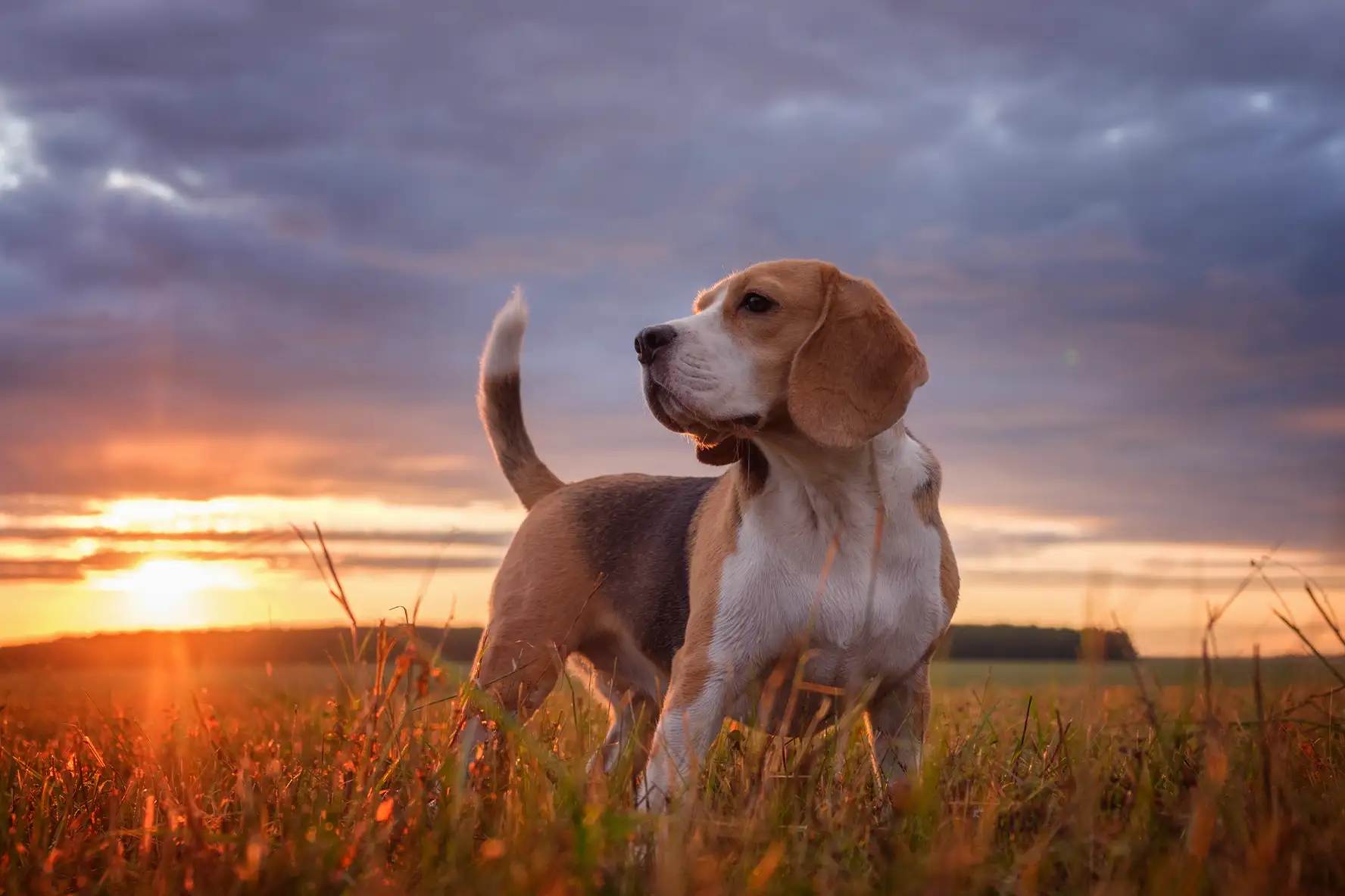 Beagle Wallpapers - Wallpaper Cave