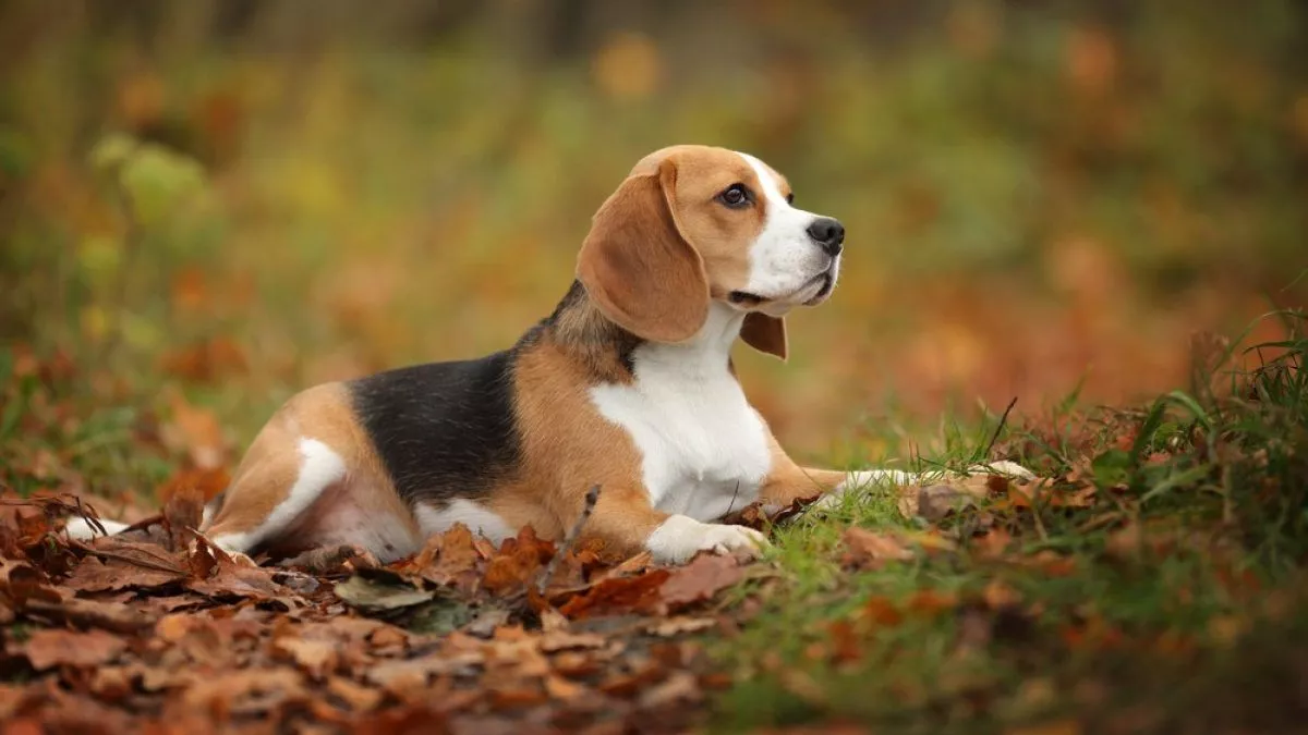 Beagle Wallpapers - Wallpaper Cave
