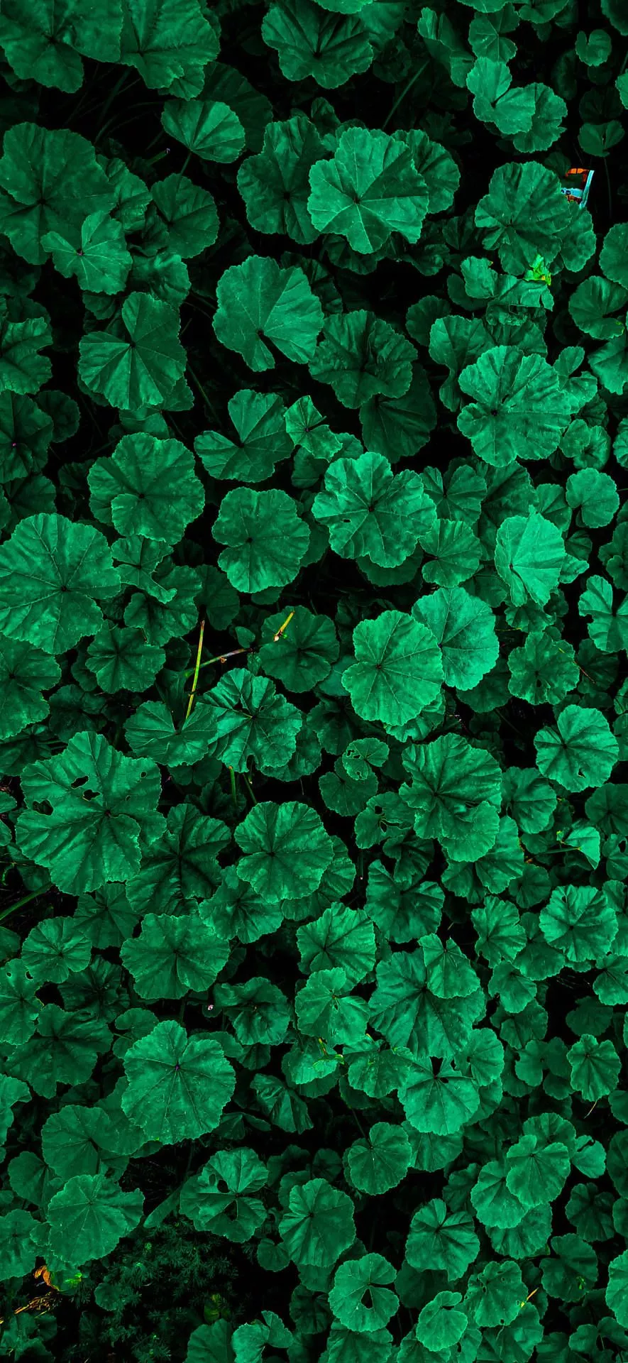 iPhone X Green Wallpapers - Wallpaper Cave
