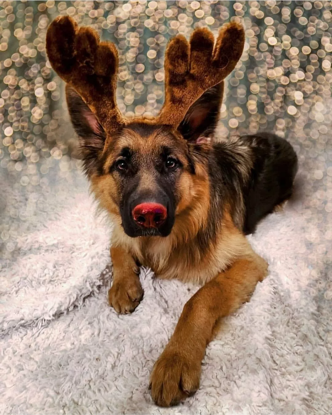 Christmas German Shepherds Wallpapers - Wallpaper Cave