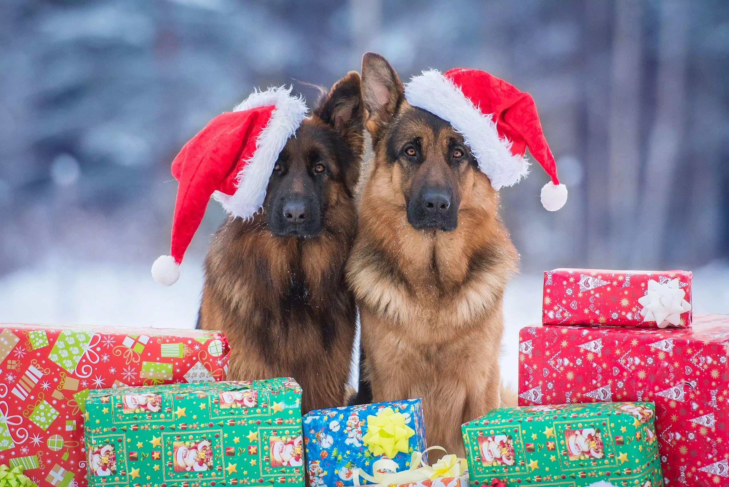 Christmas German Shepherds Wallpapers - Wallpaper Cave