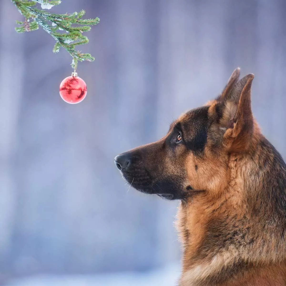 Christmas German Shepherds Wallpapers - Wallpaper Cave