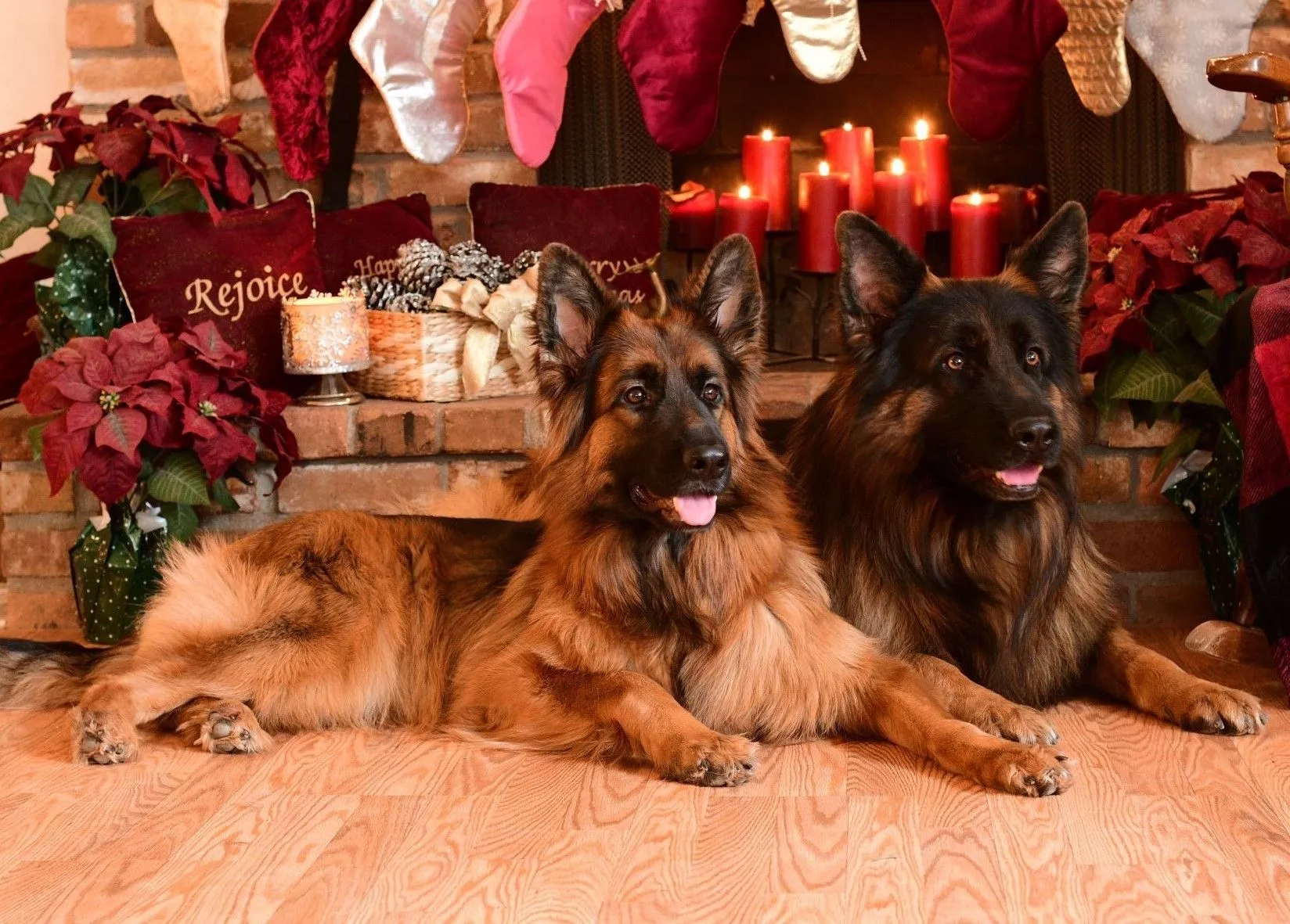 Christmas German Shepherds Wallpapers - Wallpaper Cave