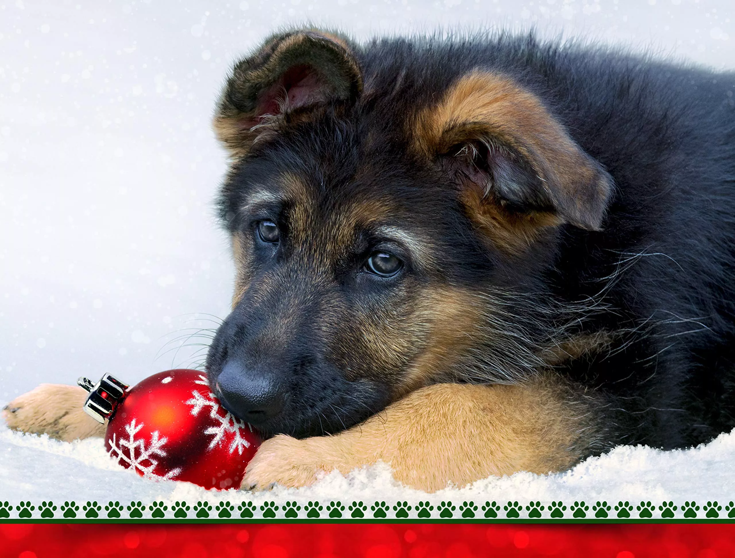 Christmas German Shepherds Wallpapers - Wallpaper Cave