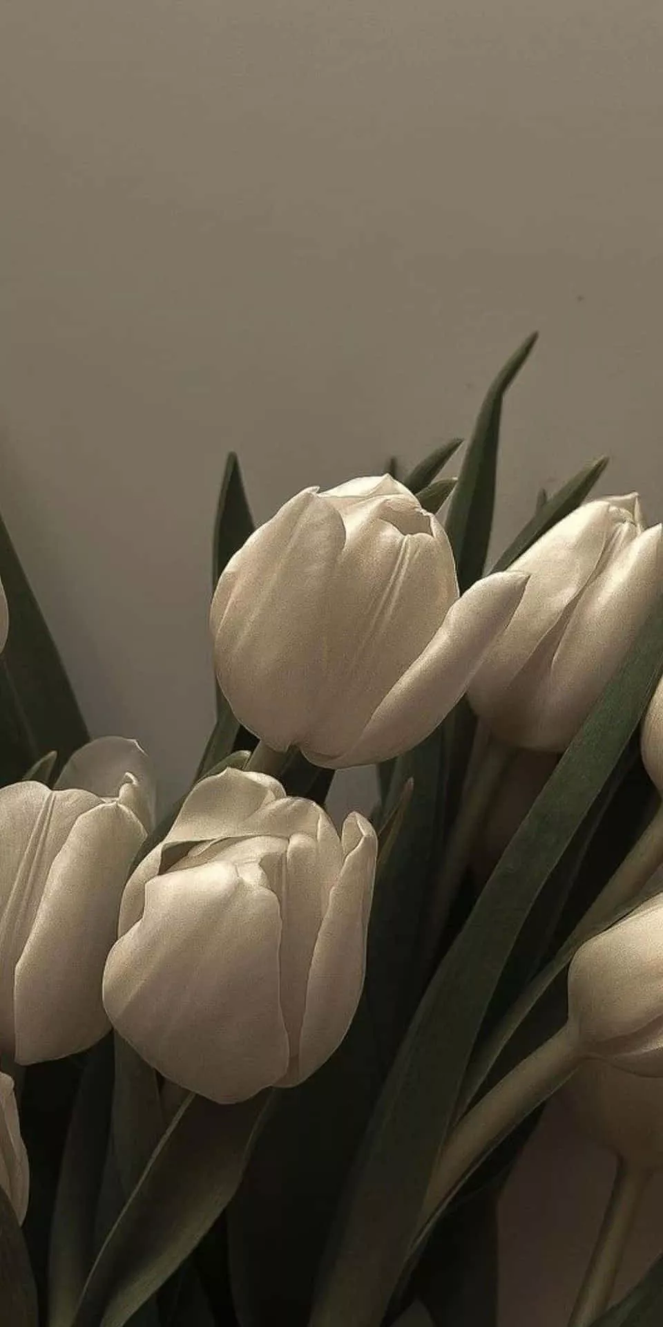 Aesthetic Tulip Wallpapers - Wallpaper Cave