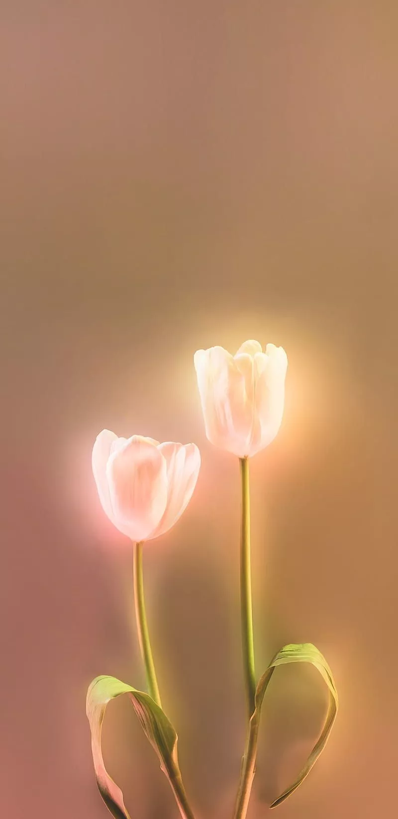 Aesthetic Tulip Wallpapers - Wallpaper Cave
