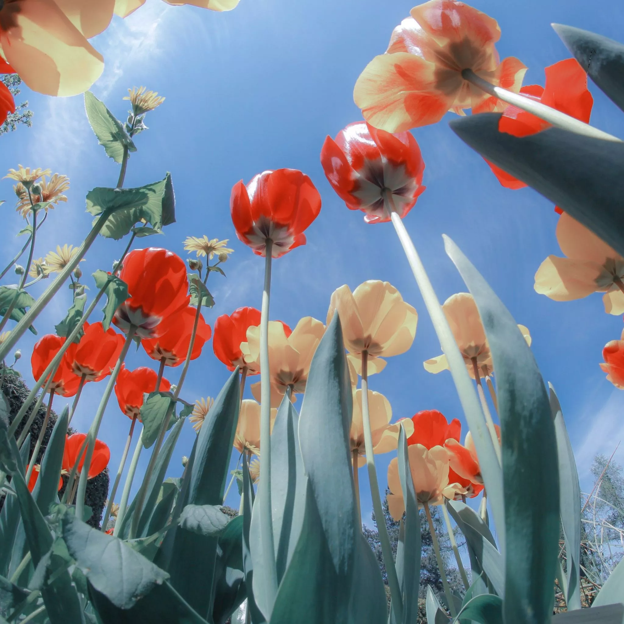 Aesthetic Tulip Wallpapers - Wallpaper Cave