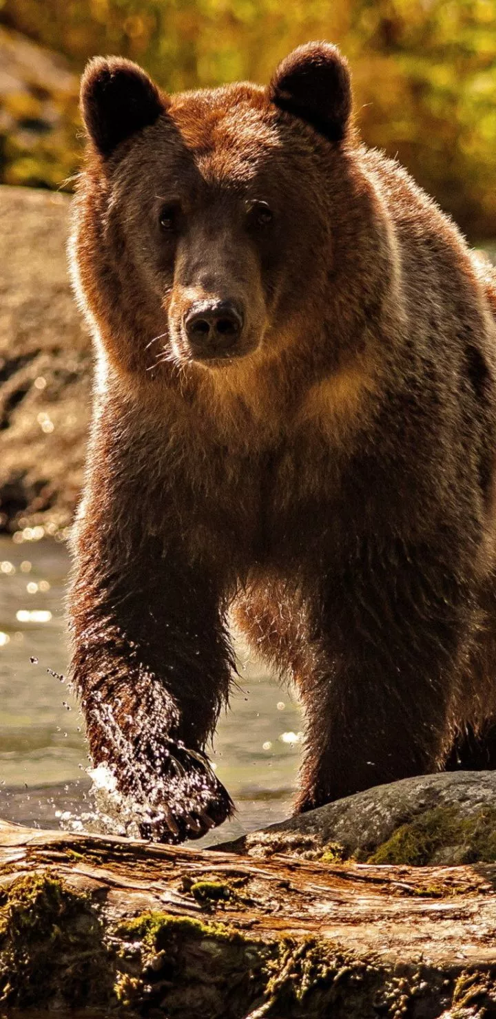 Grizzly Bear Phone Wallpapers - Wallpaper Cave