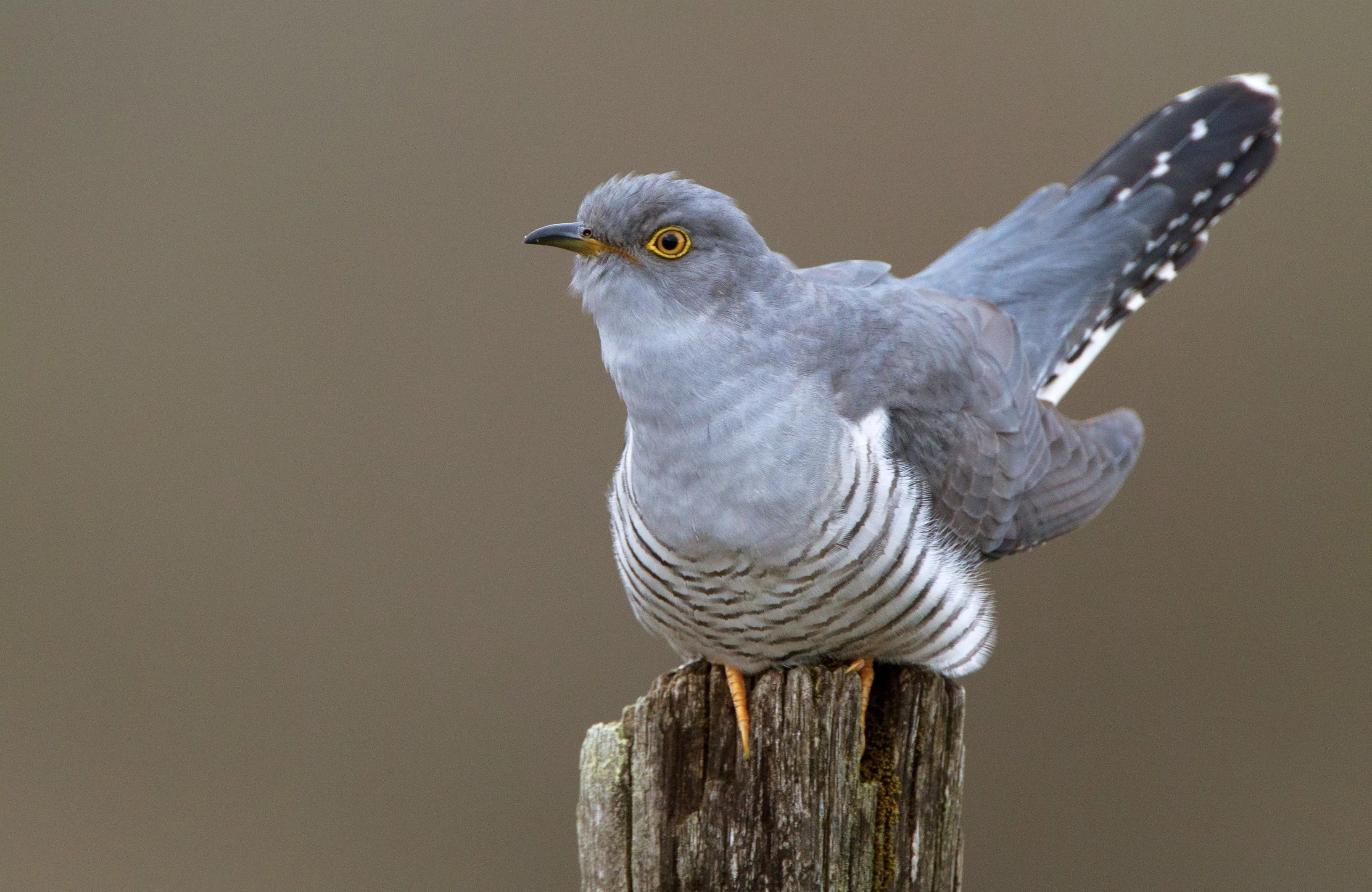 Cuckoo Wallpapers - Wallpaper Cave