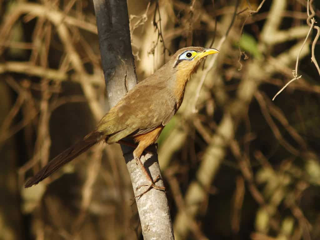 Cuckoo Wallpapers - Wallpaper Cave