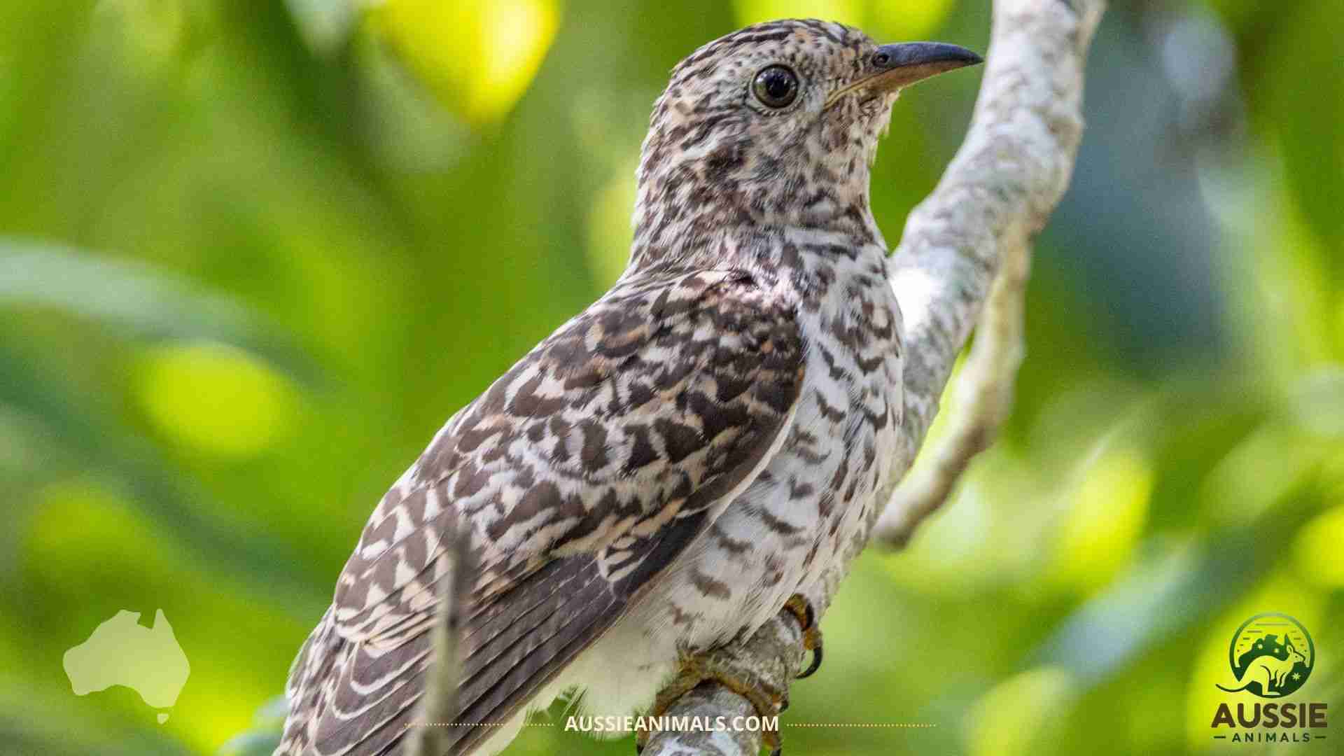 Cuckoo Wallpapers - Wallpaper Cave