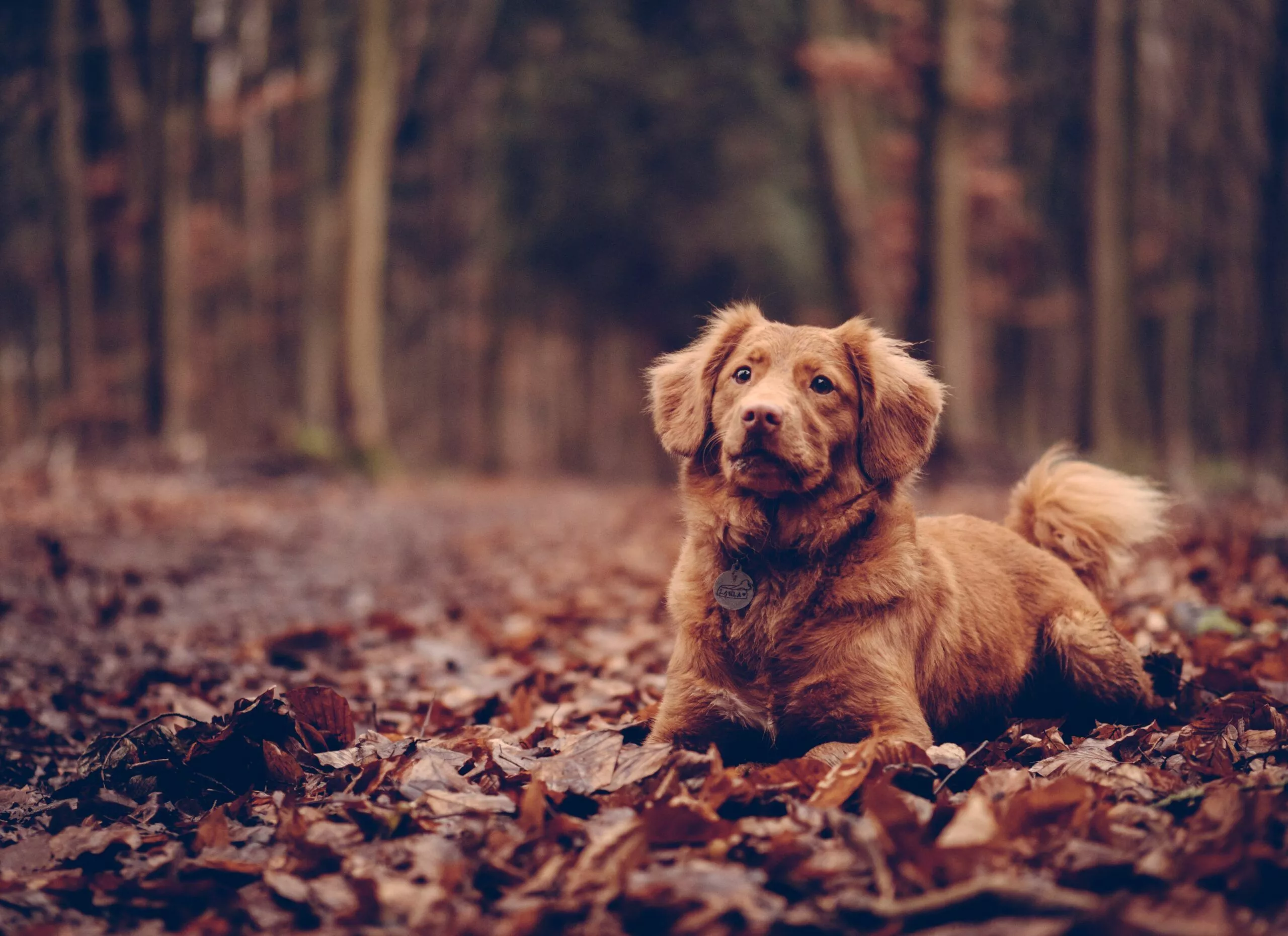 Autumn Cute Dog Wallpapers - Wallpaper Cave