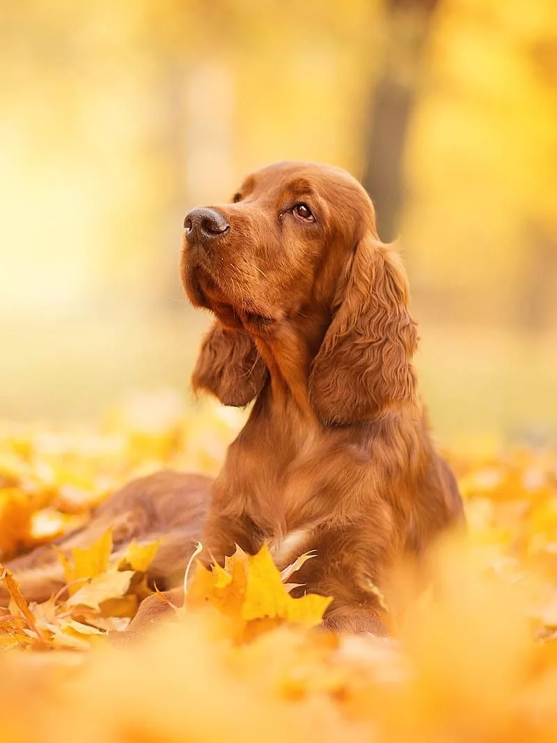 Autumn Cute Dog Wallpapers - Wallpaper Cave