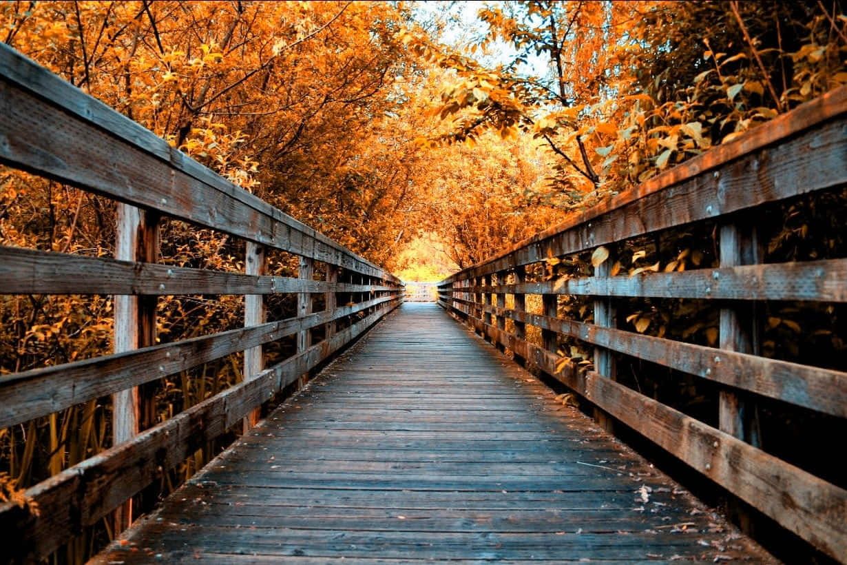 Autumn Forest Bridge Wallpapers - Wallpaper Cave