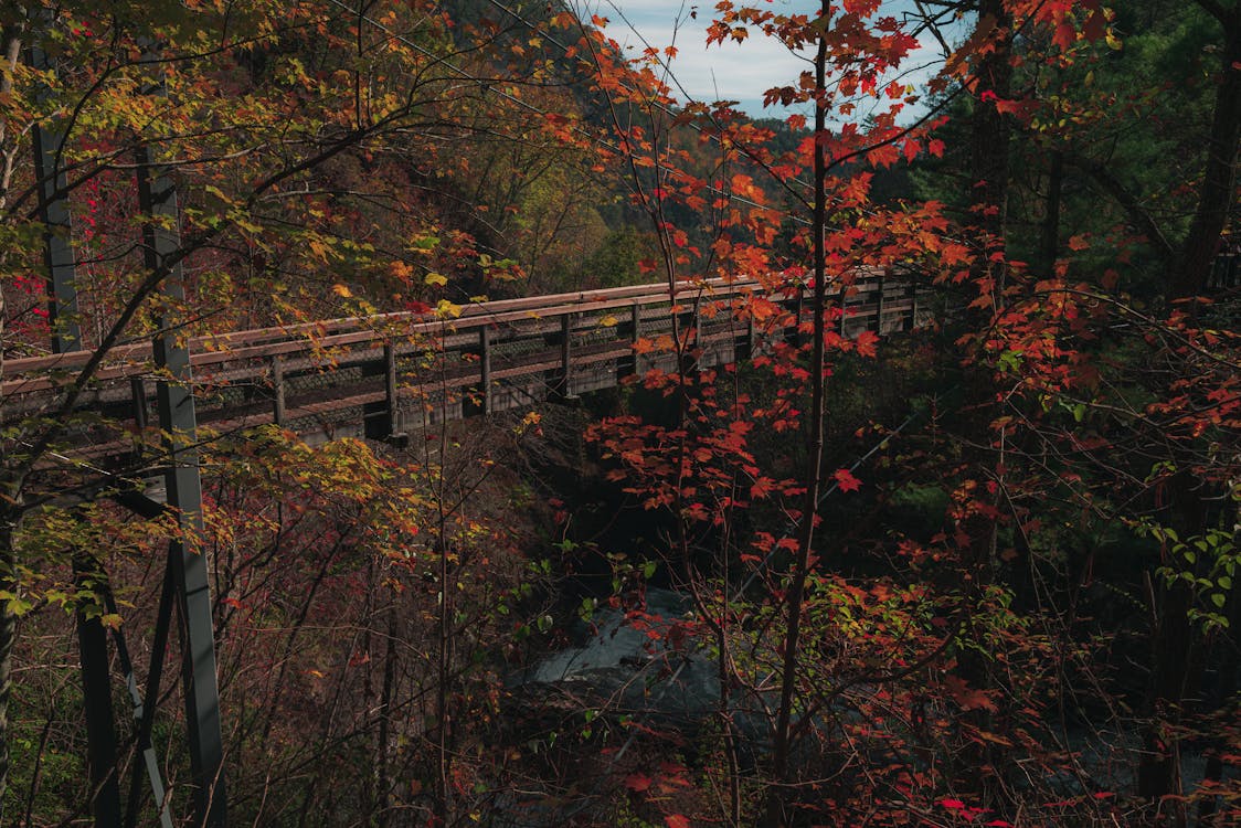 Autumn Forest Bridge Wallpapers - Wallpaper Cave