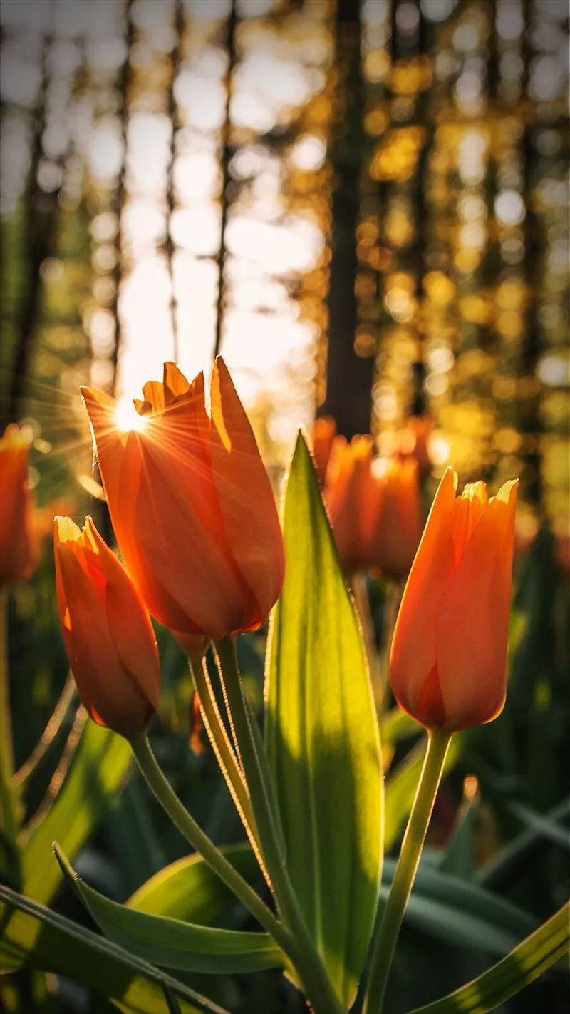 iPhone Nature Spring Wallpapers - Wallpaper Cave