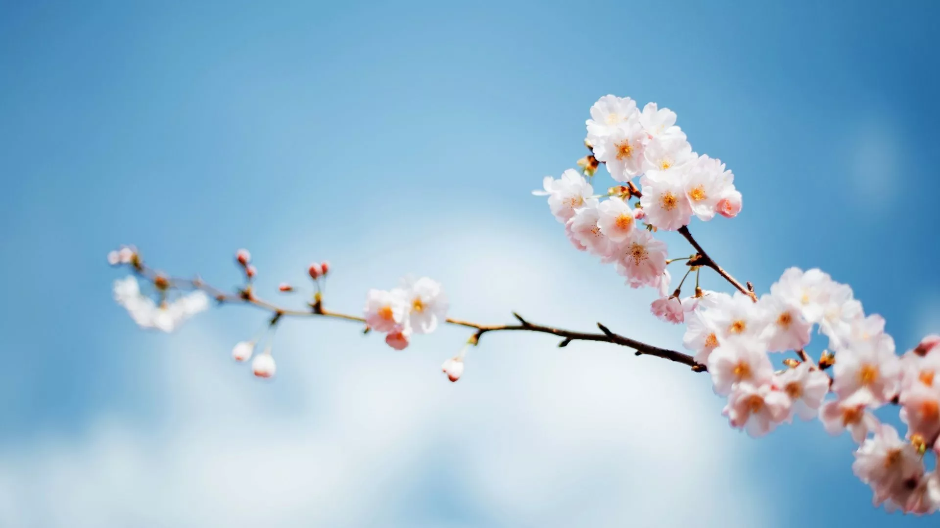 Minimal Sakura 1920x1080 Wallpapers - Wallpaper Cave