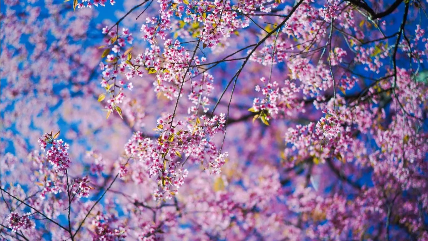 Spring 1366x768 Wallpapers - Wallpaper Cave