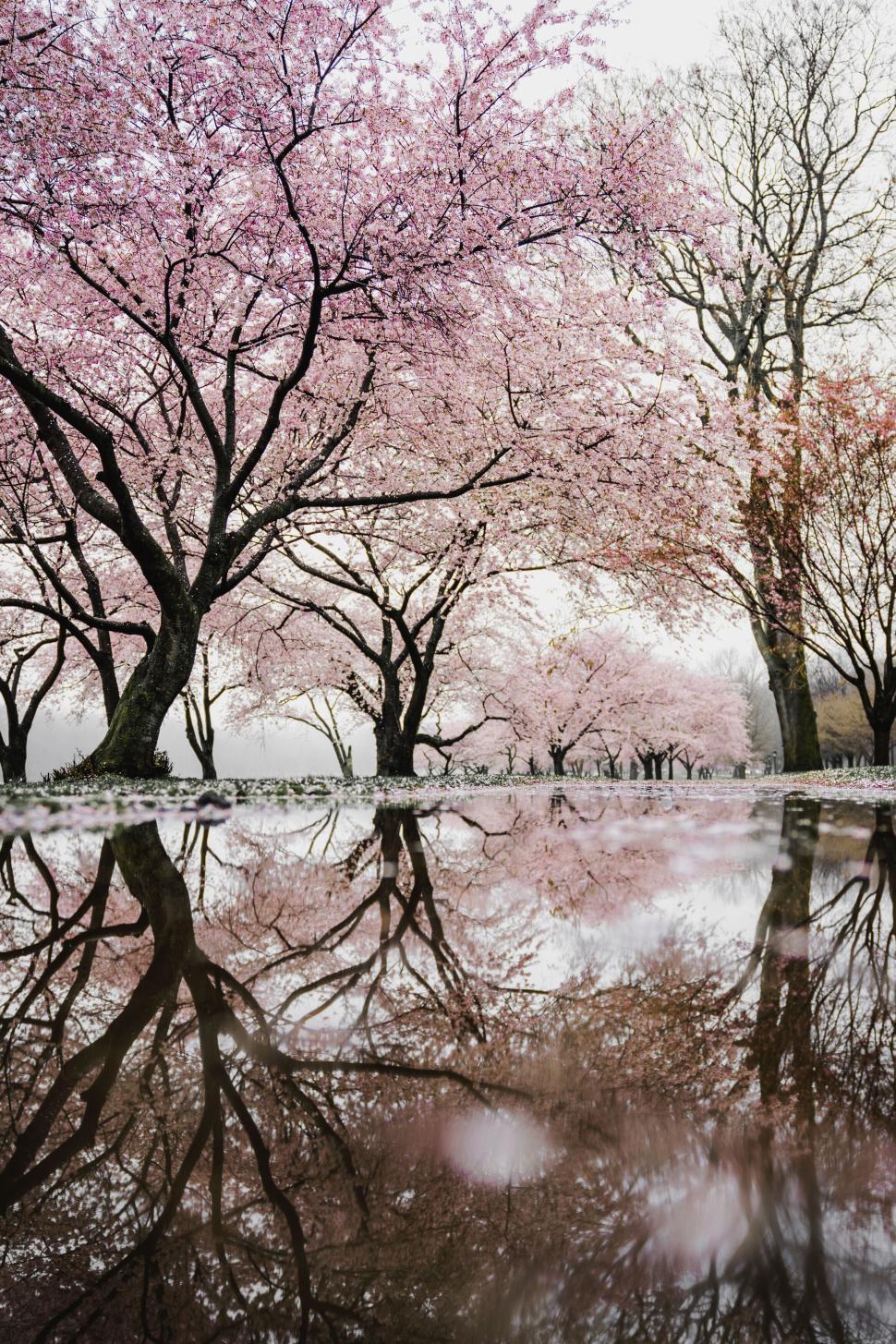 Pink Blossom Tree Wallpapers - Wallpaper Cave