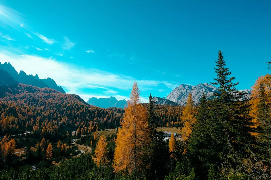 Pine Tree Autumn Wallpapers - Wallpaper Cave