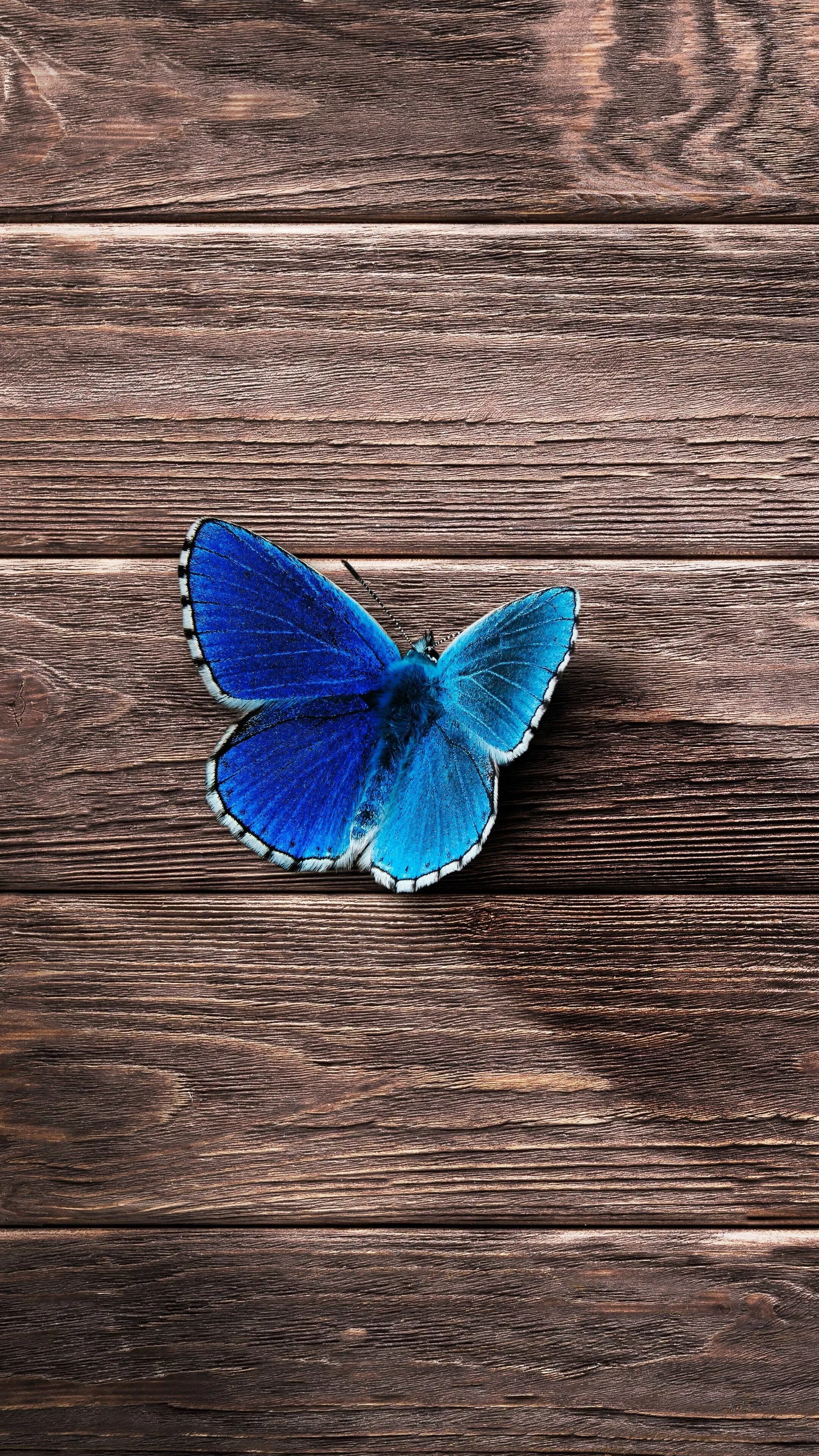 4k Butterflies Wallpapers - Wallpaper Cave