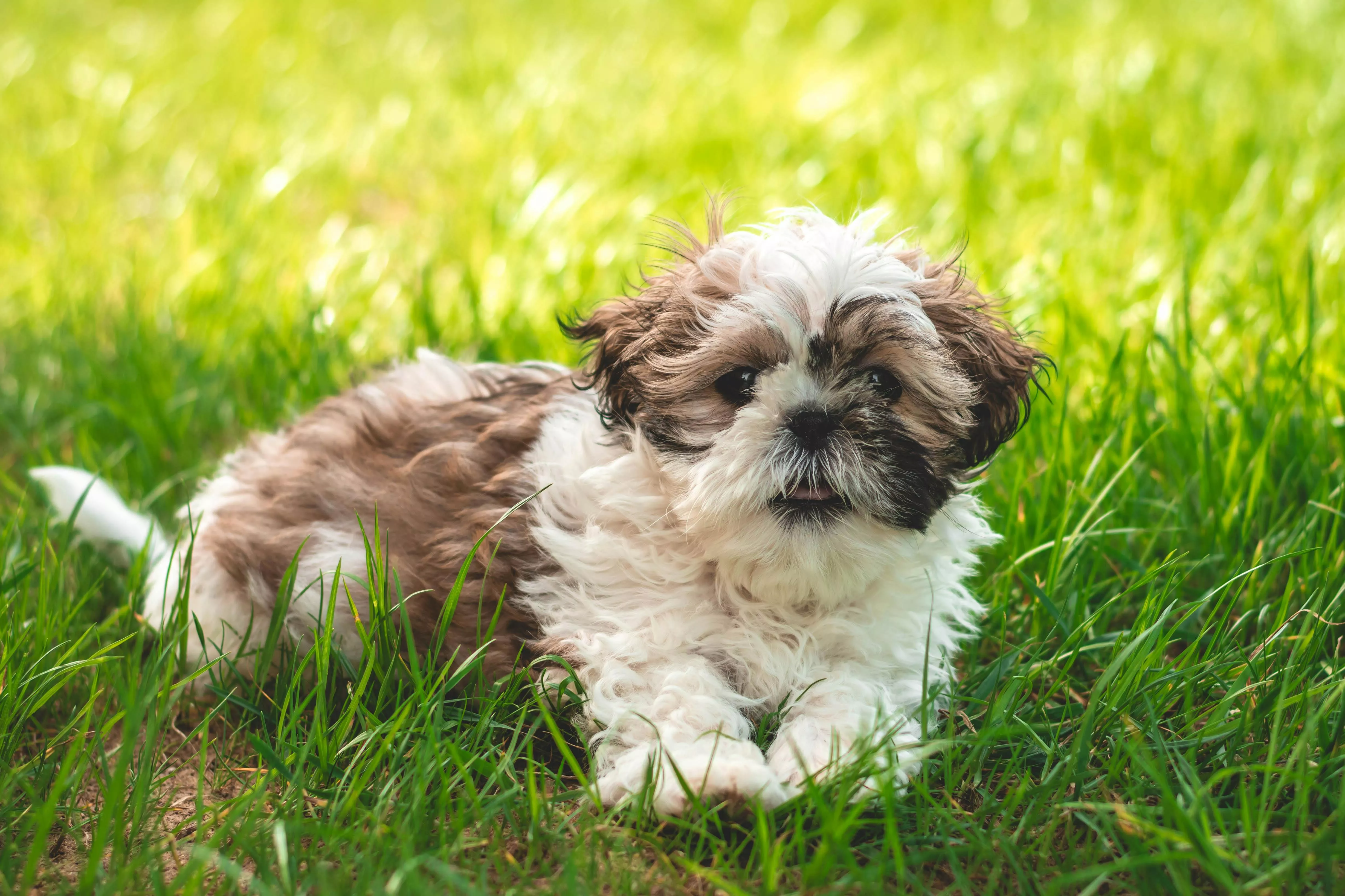 Shih Tzu 4k Wallpapers - Wallpaper Cave