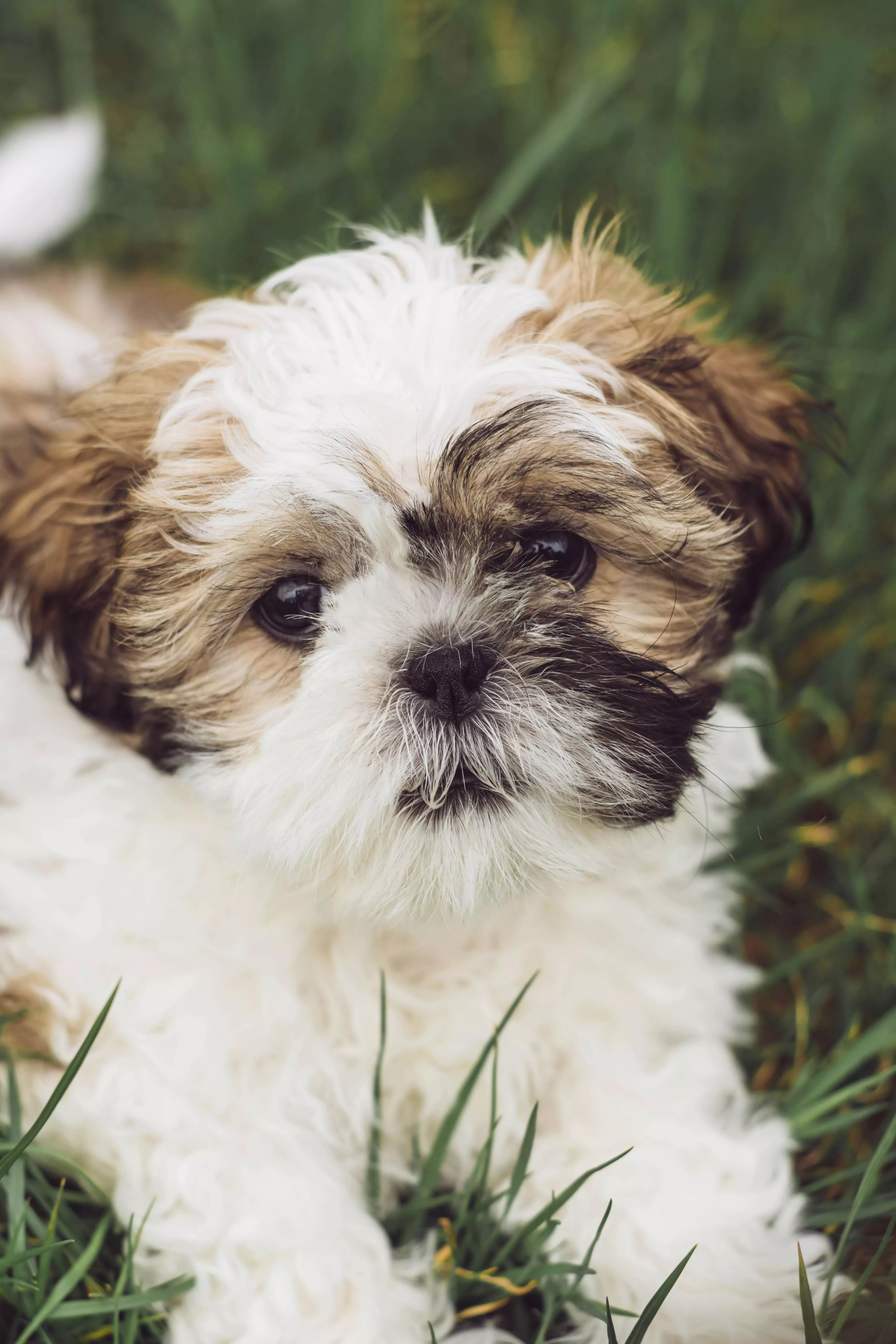Shih Tzu 4k Wallpapers - Wallpaper Cave