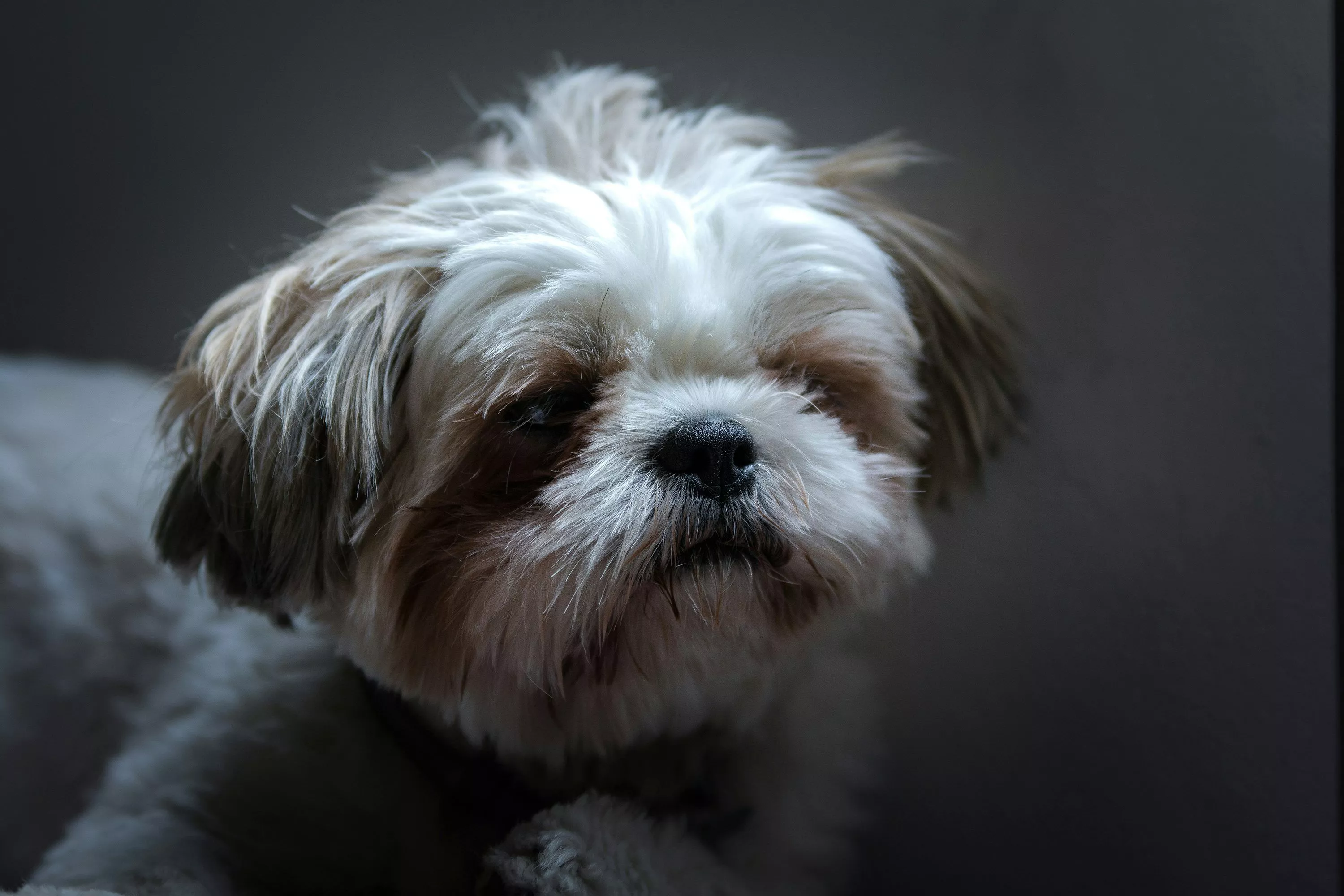 Shih Tzu 4k Wallpapers - Wallpaper Cave