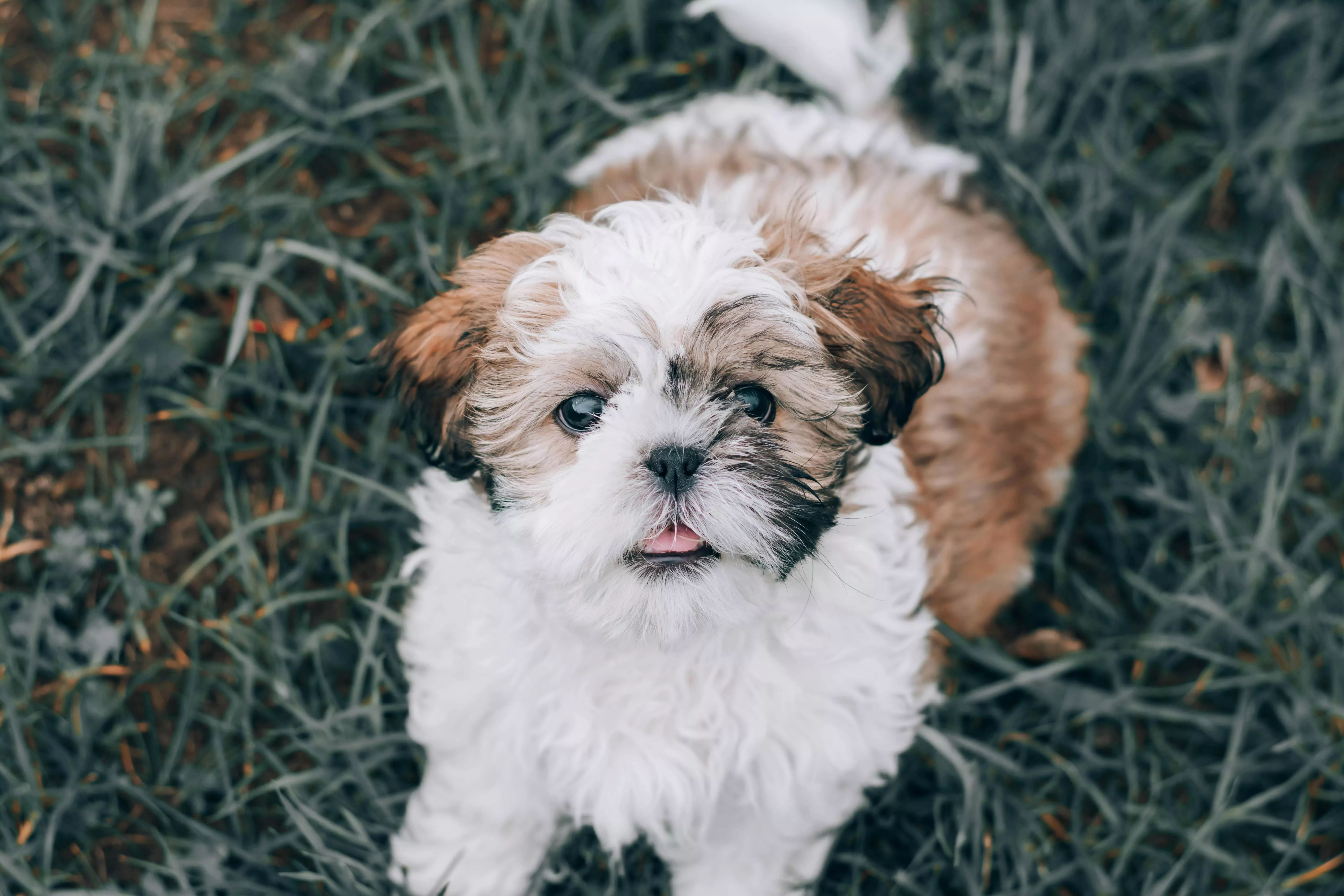 Shih Tzu 4k Wallpapers - Wallpaper Cave