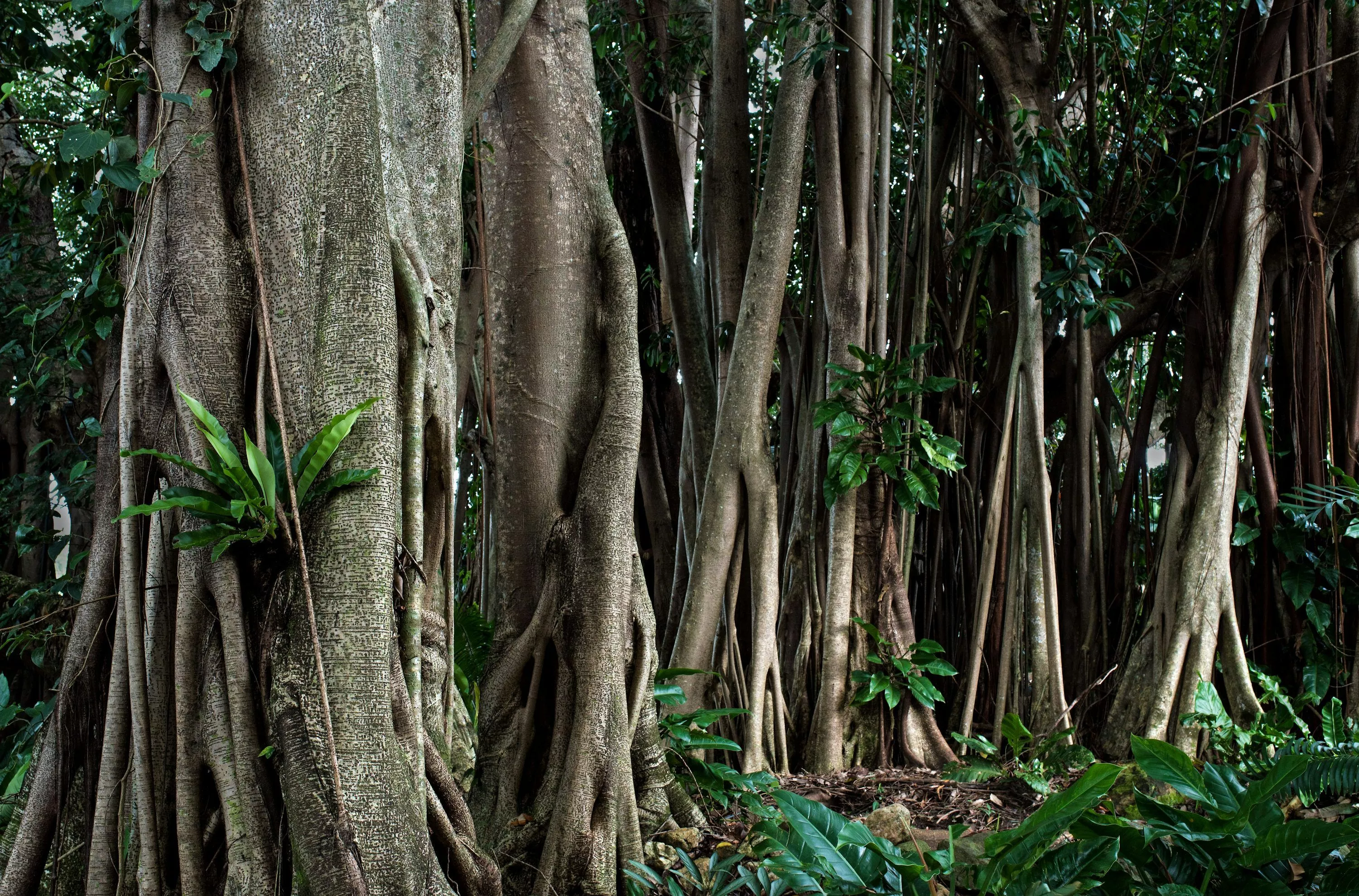 Rubber Tree Wallpapers - Wallpaper Cave
