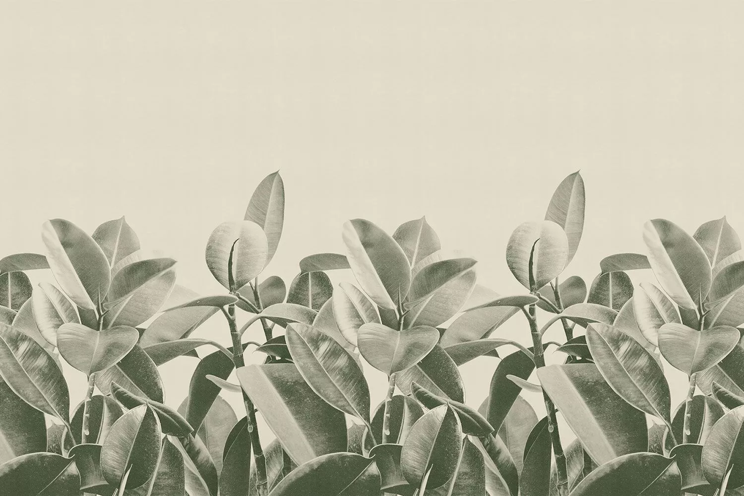 Rubber Tree Wallpapers - Wallpaper Cave