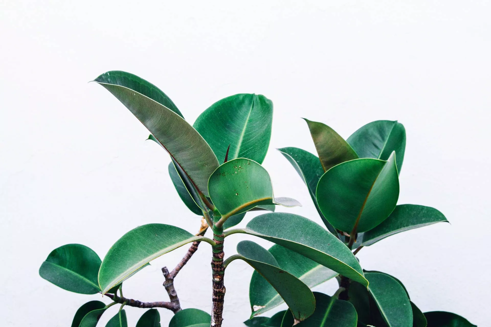 Rubber Tree Wallpapers - Wallpaper Cave