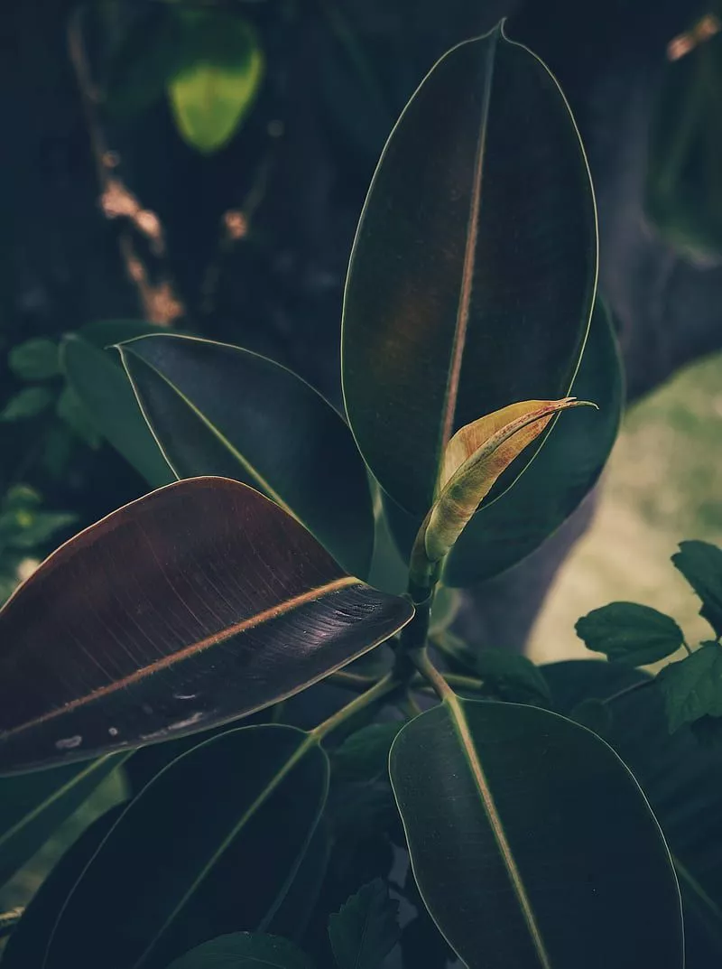 Rubber Tree Wallpapers - Wallpaper Cave