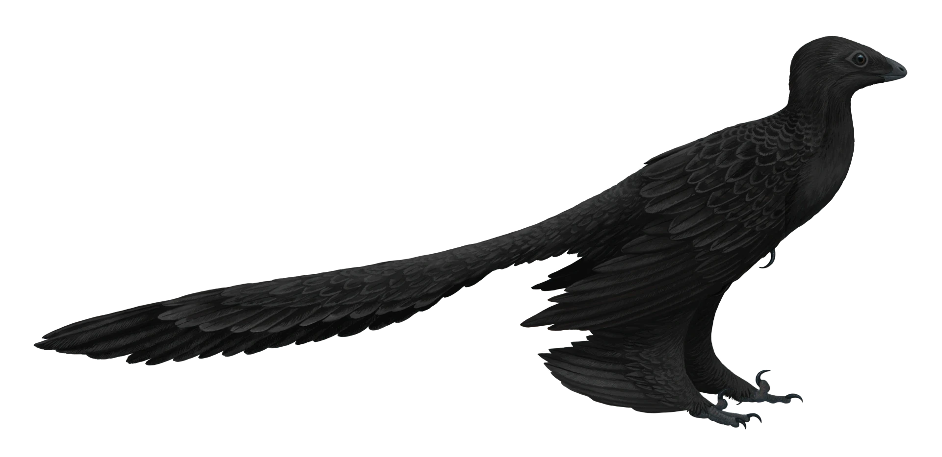 Microraptor Wallpapers - Wallpaper Cave