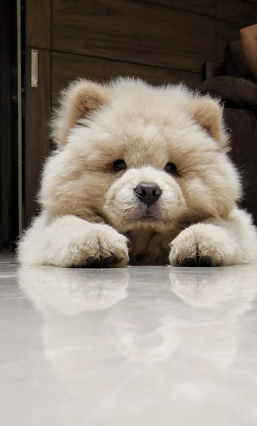 Chow Chow Puppy Wallpapers - Wallpaper Cave