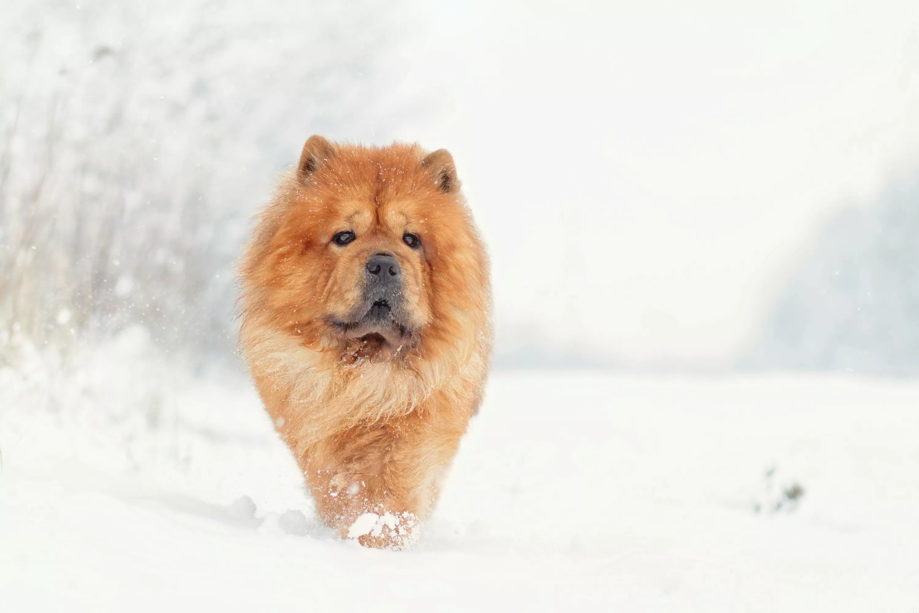 Chow Chow Puppy Wallpapers - Wallpaper Cave