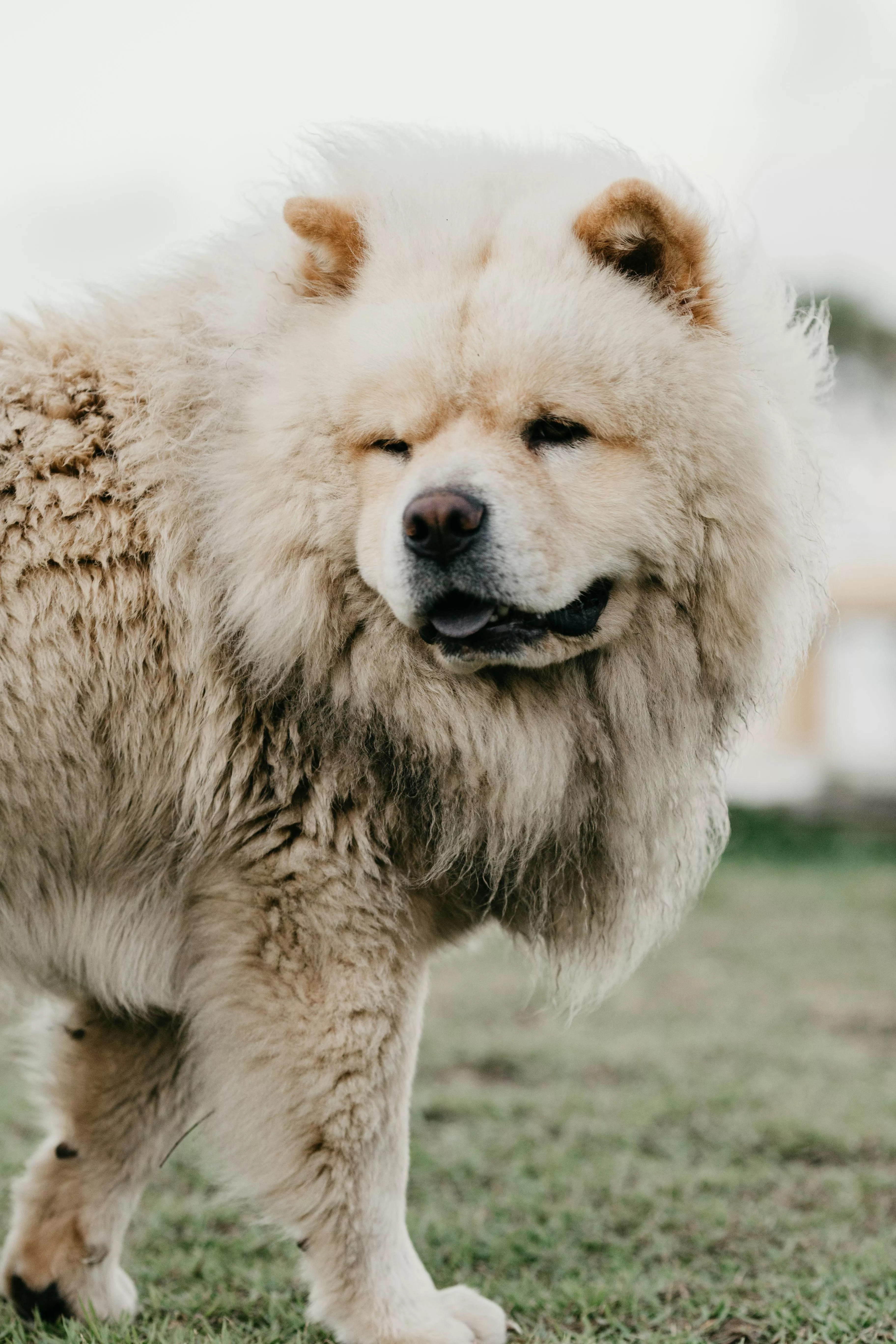 Chow Chow Puppy Wallpapers - Wallpaper Cave