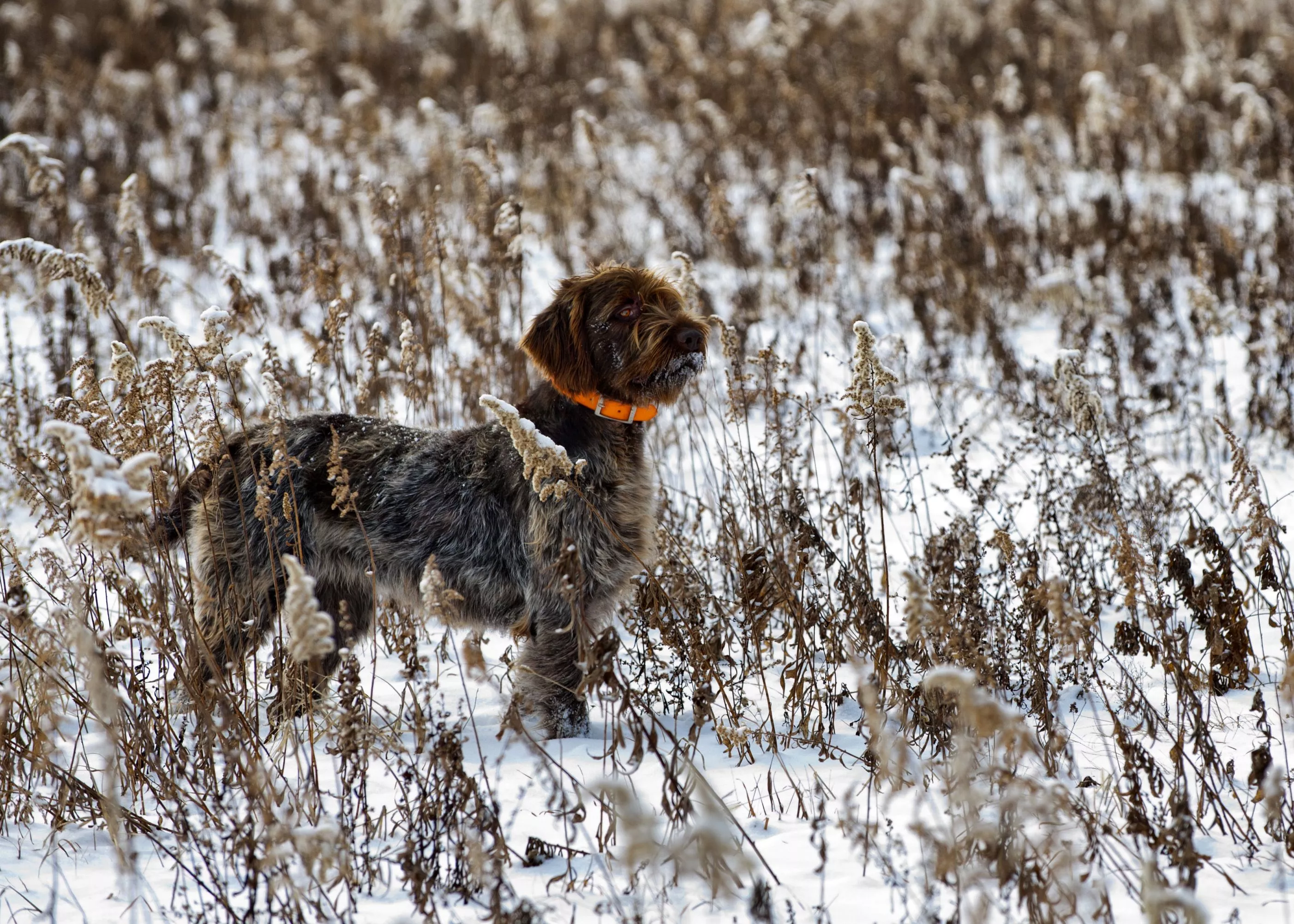 Wirehaired Pointing Griffon Wallpapers - Wallpaper Cave
