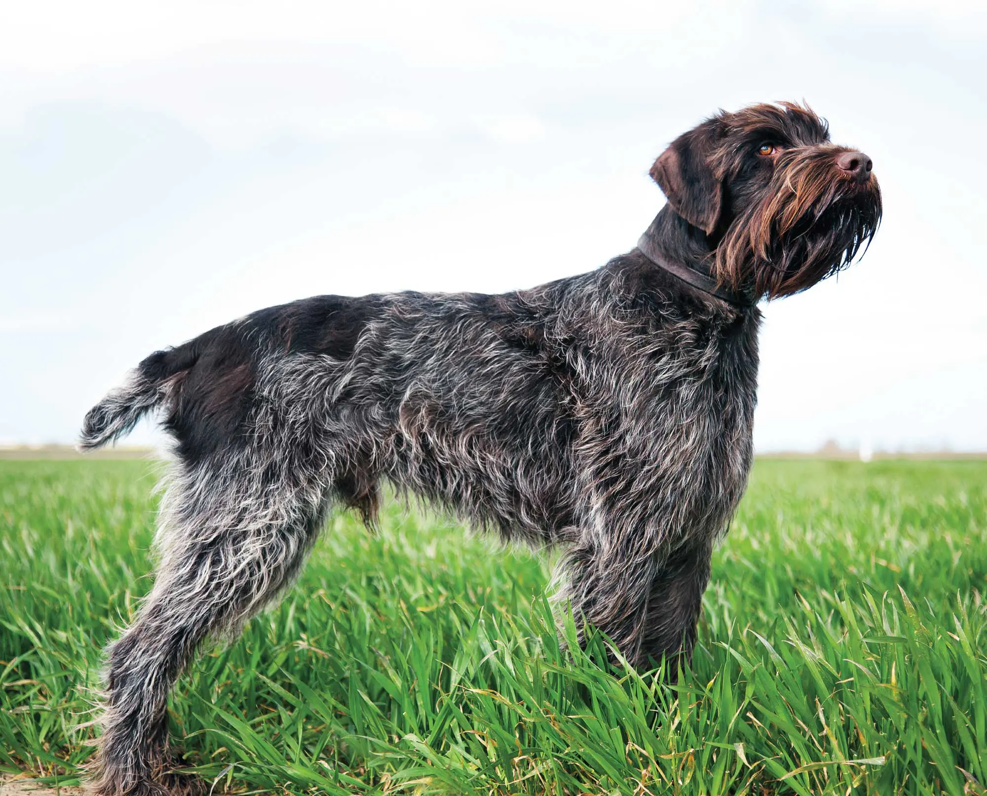 Wirehaired Pointing Griffon Wallpapers - Wallpaper Cave